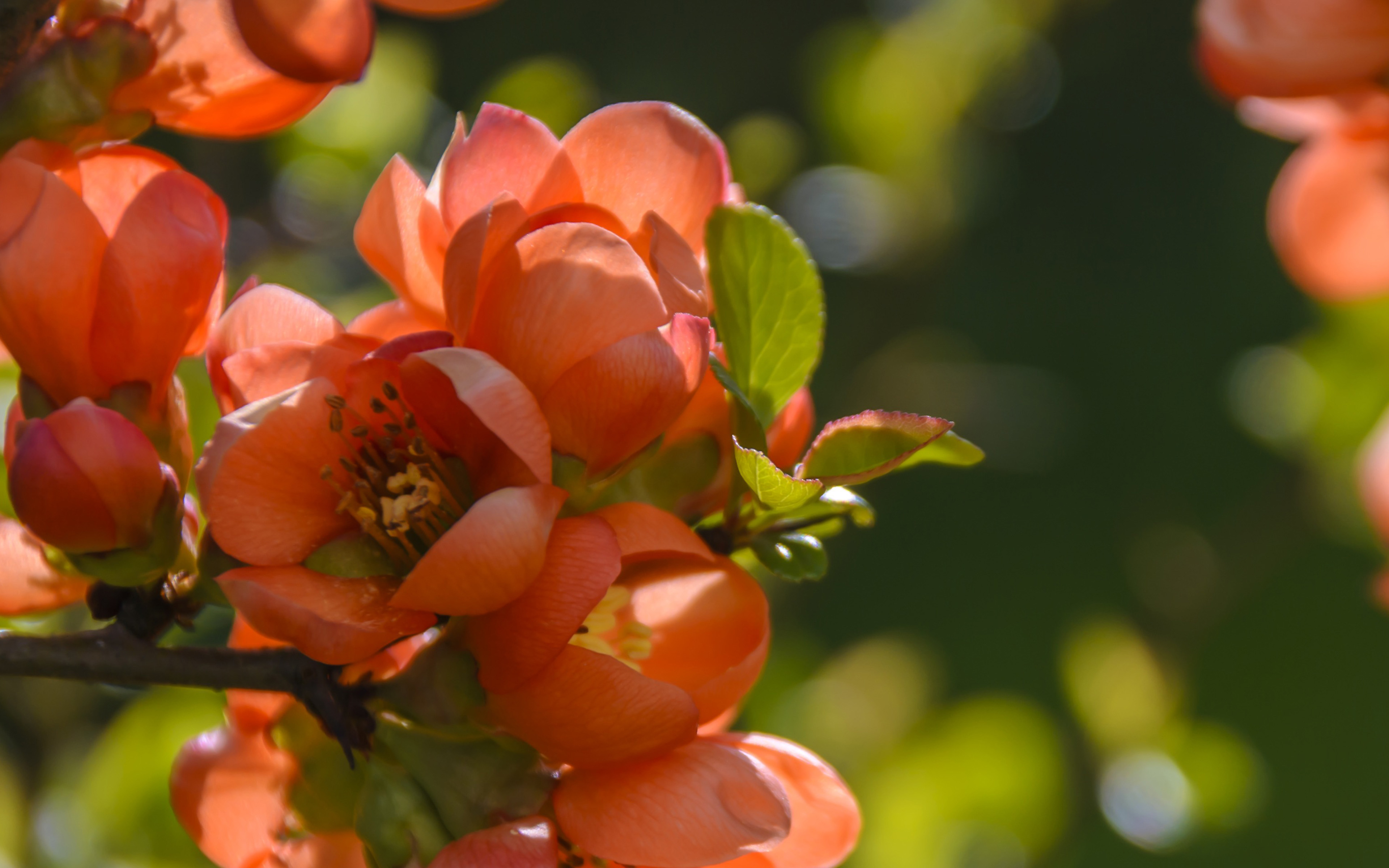 Spring Flower 4k Wallpapers - Wallpaper Cave