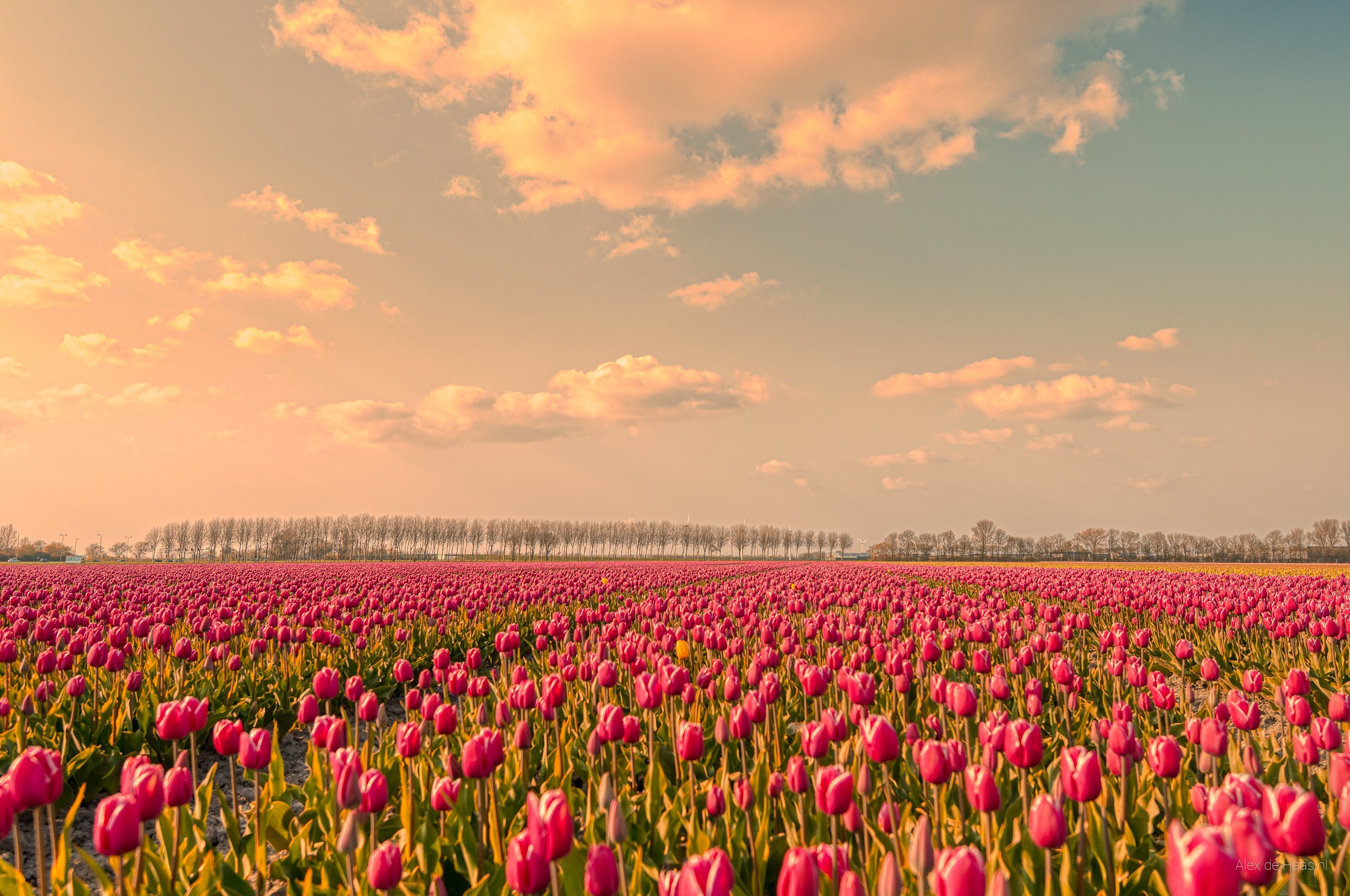 Tulip Laptop Wallpapers - Wallpaper Cave
