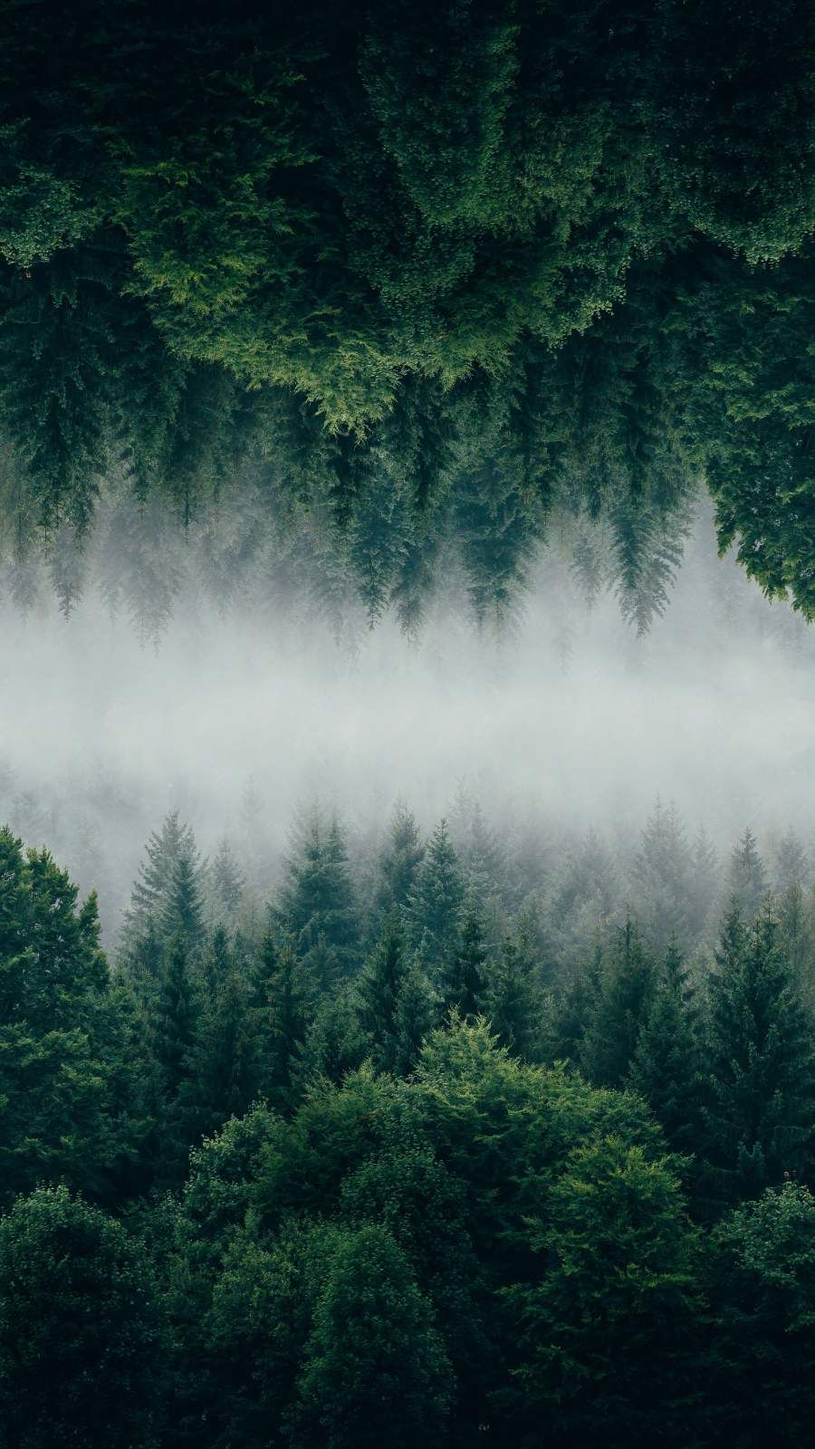 Forests iPhone Wallpapers - Wallpaper Cave