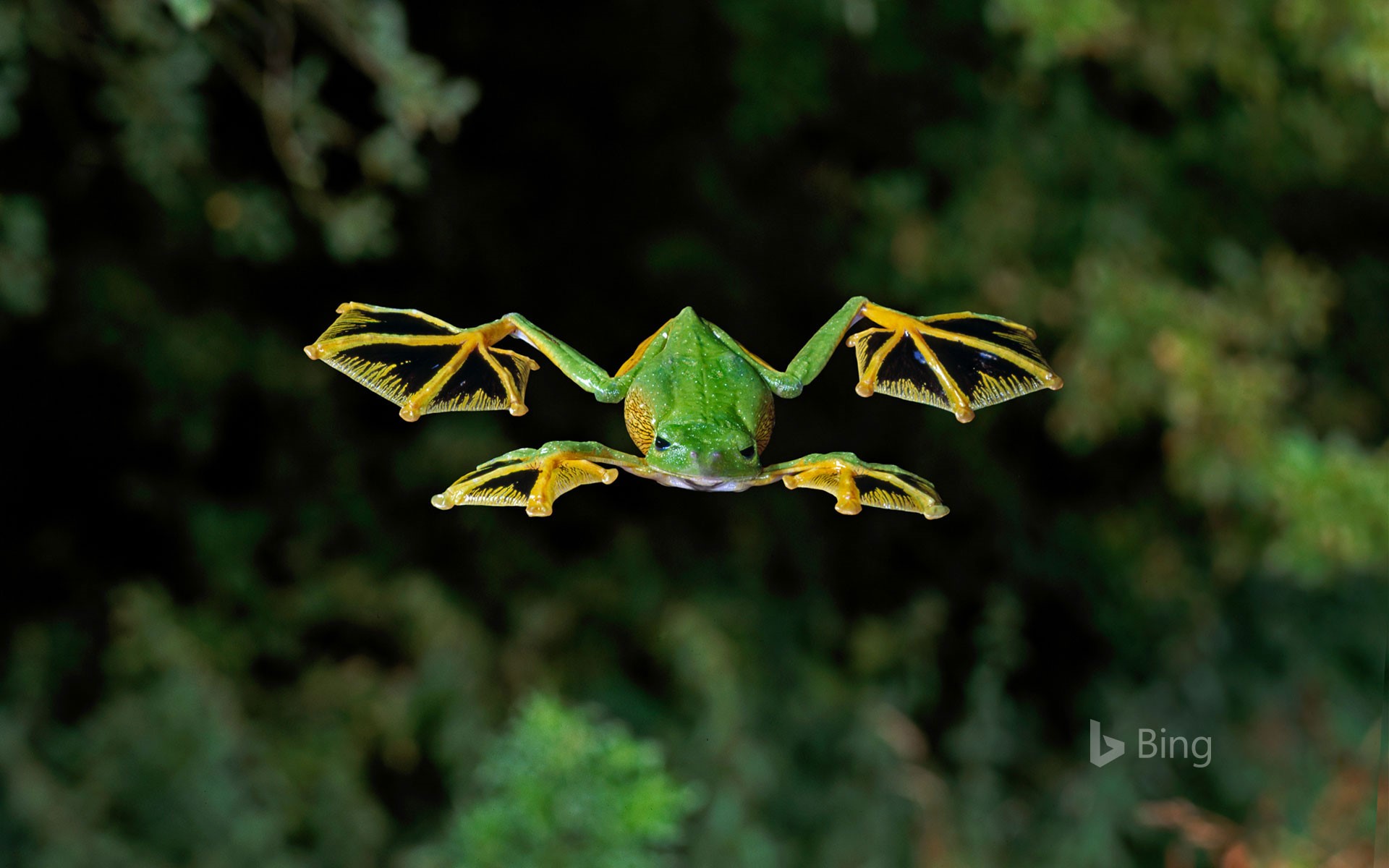 Wallace's Flying Frog Wallpapers - Wallpaper Cave