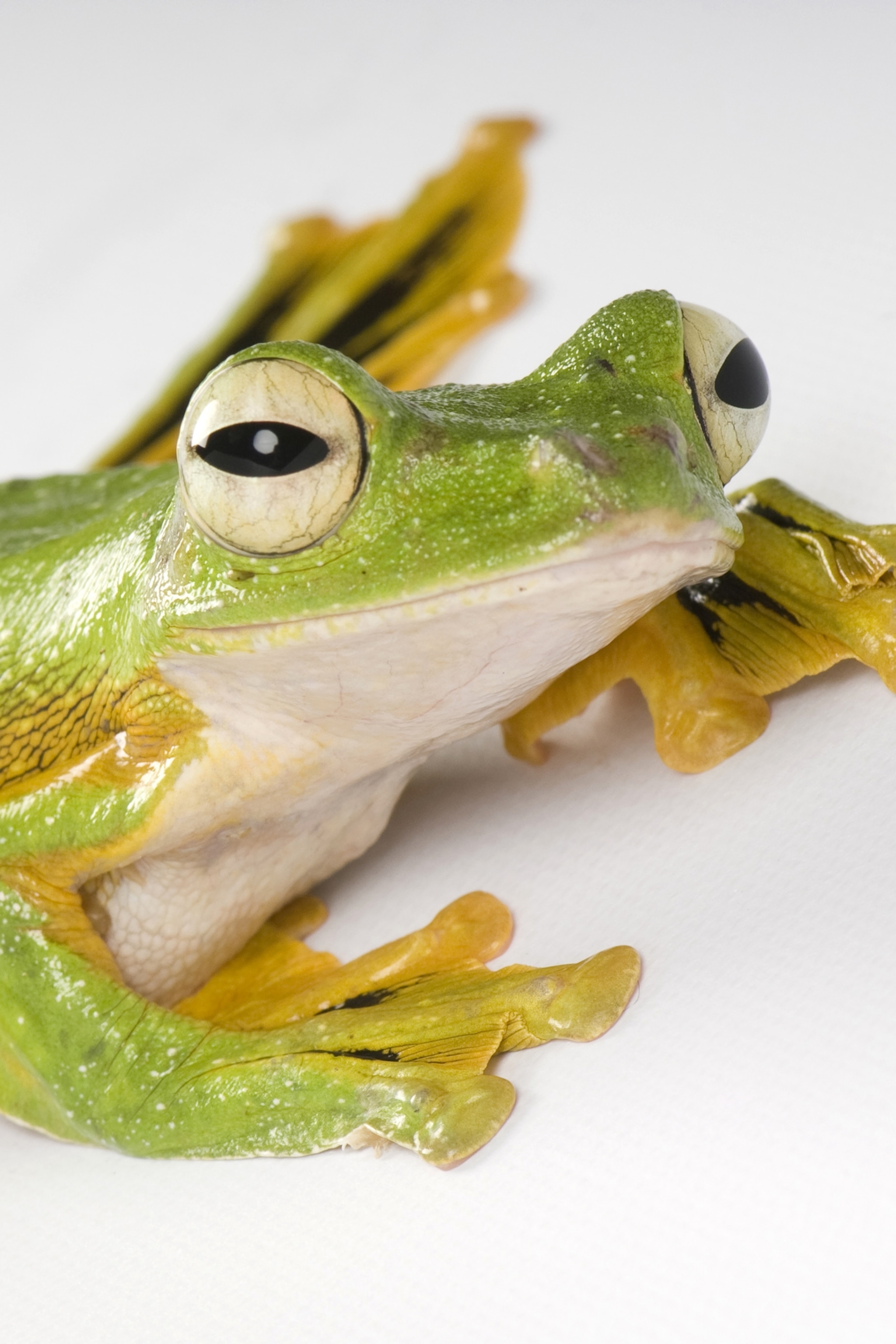 Wallace's Flying Frog Wallpapers - Wallpaper Cave