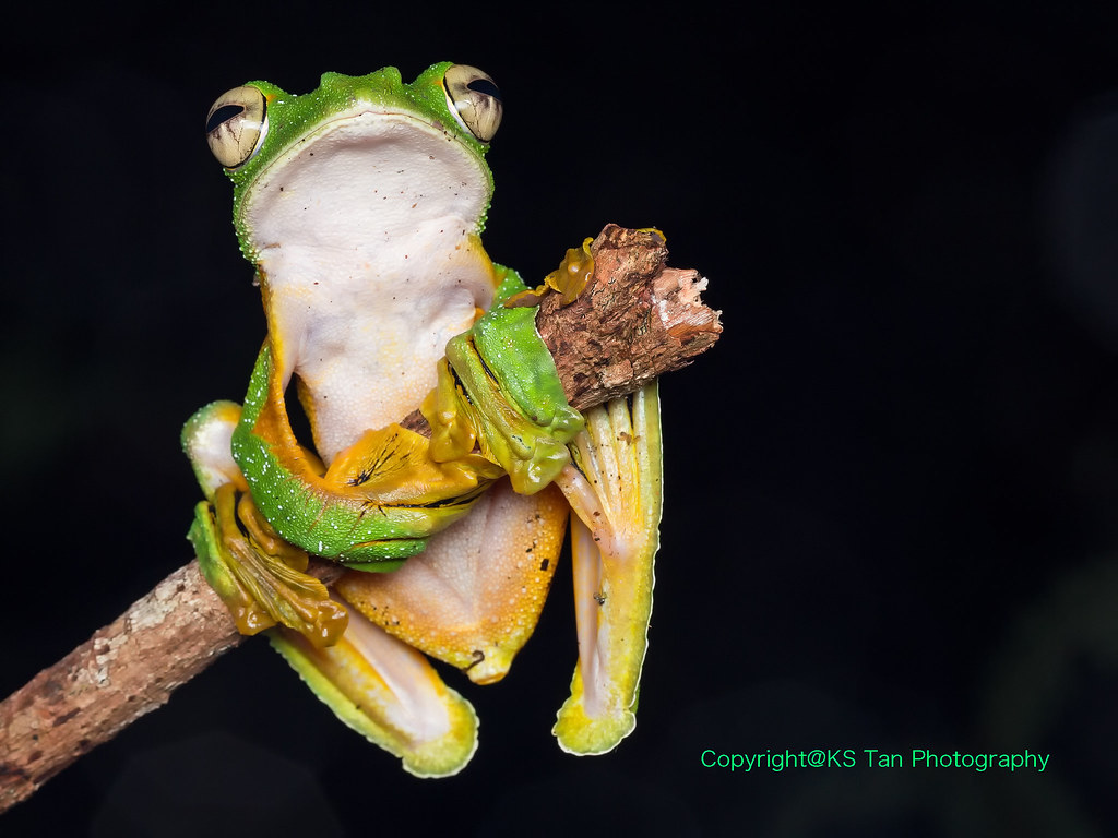 Wallace's Flying Frog Wallpapers - Wallpaper Cave