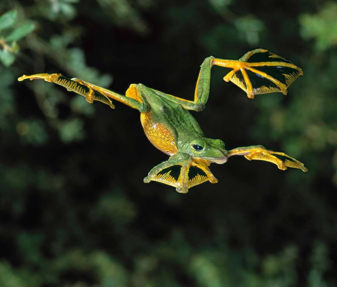 Wallace's Flying Frog Wallpapers - Wallpaper Cave