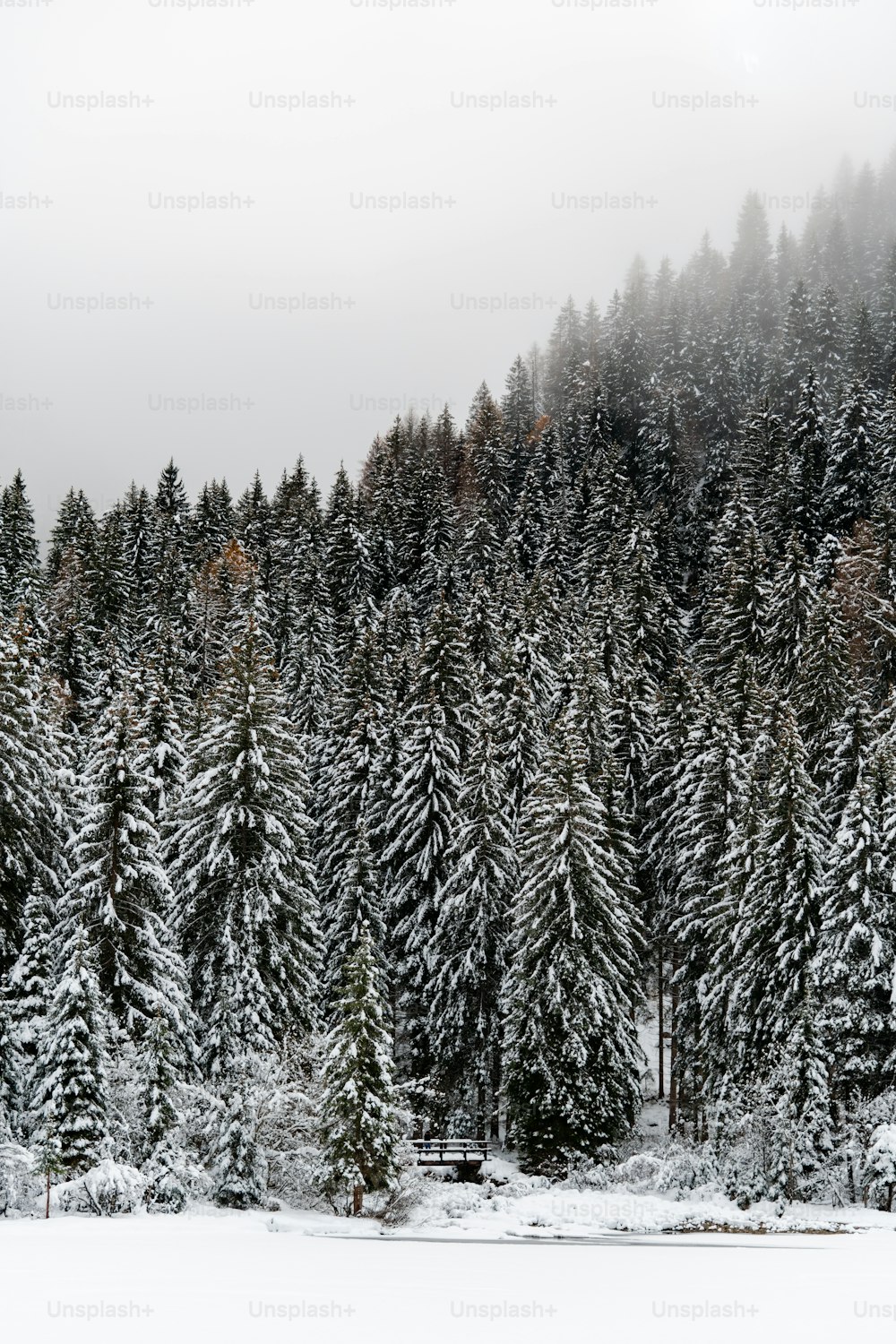 Winter Cold Forest Wallpapers - Wallpaper Cave