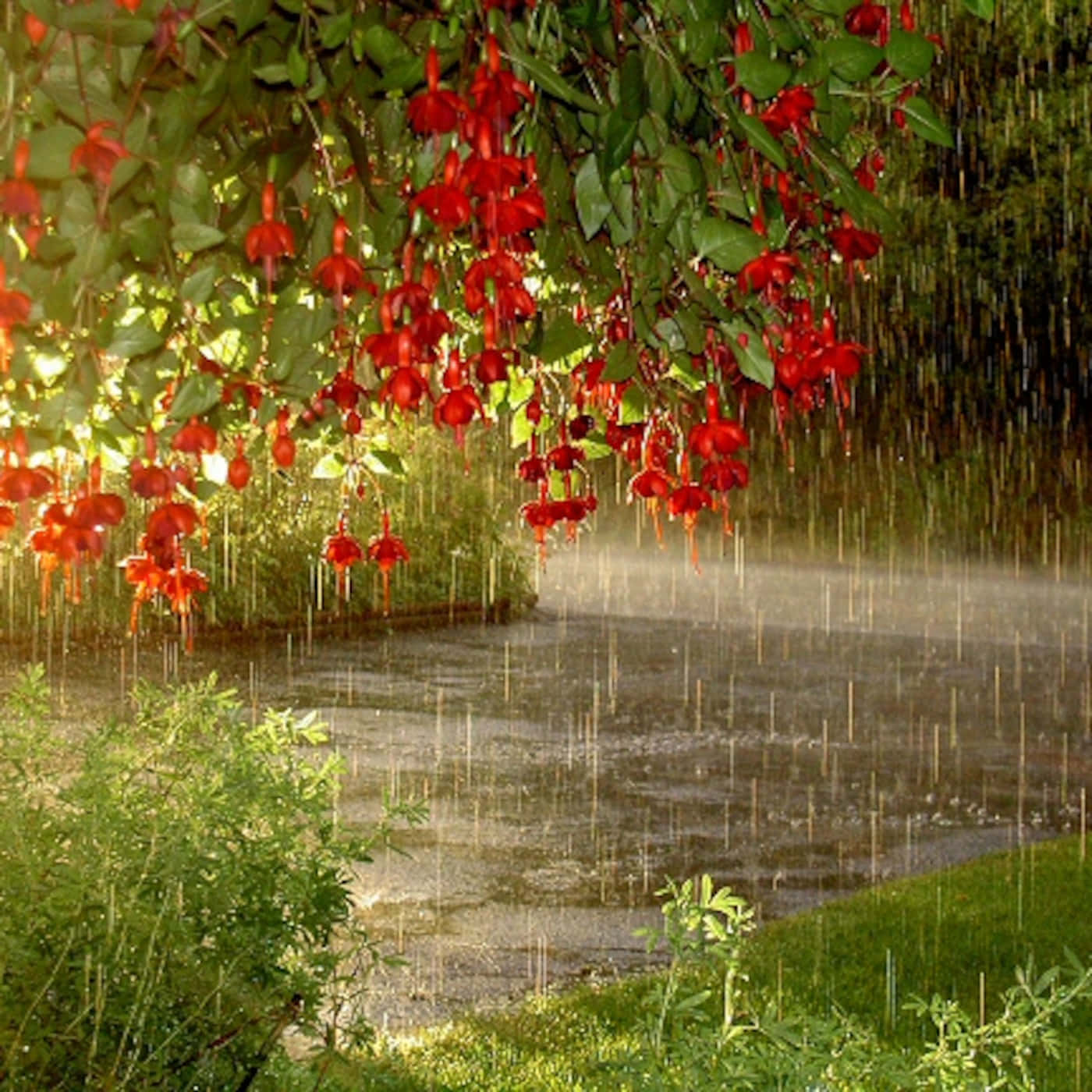 Spring Rain Leaves Wallpapers - Wallpaper Cave