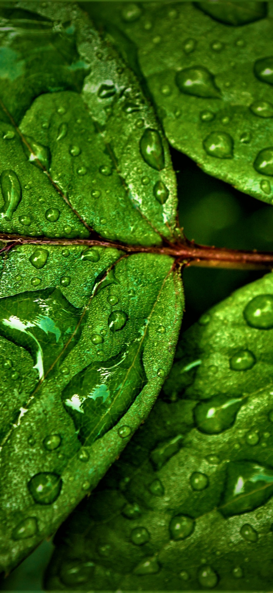 Spring Rain Leaves Wallpapers - Wallpaper Cave