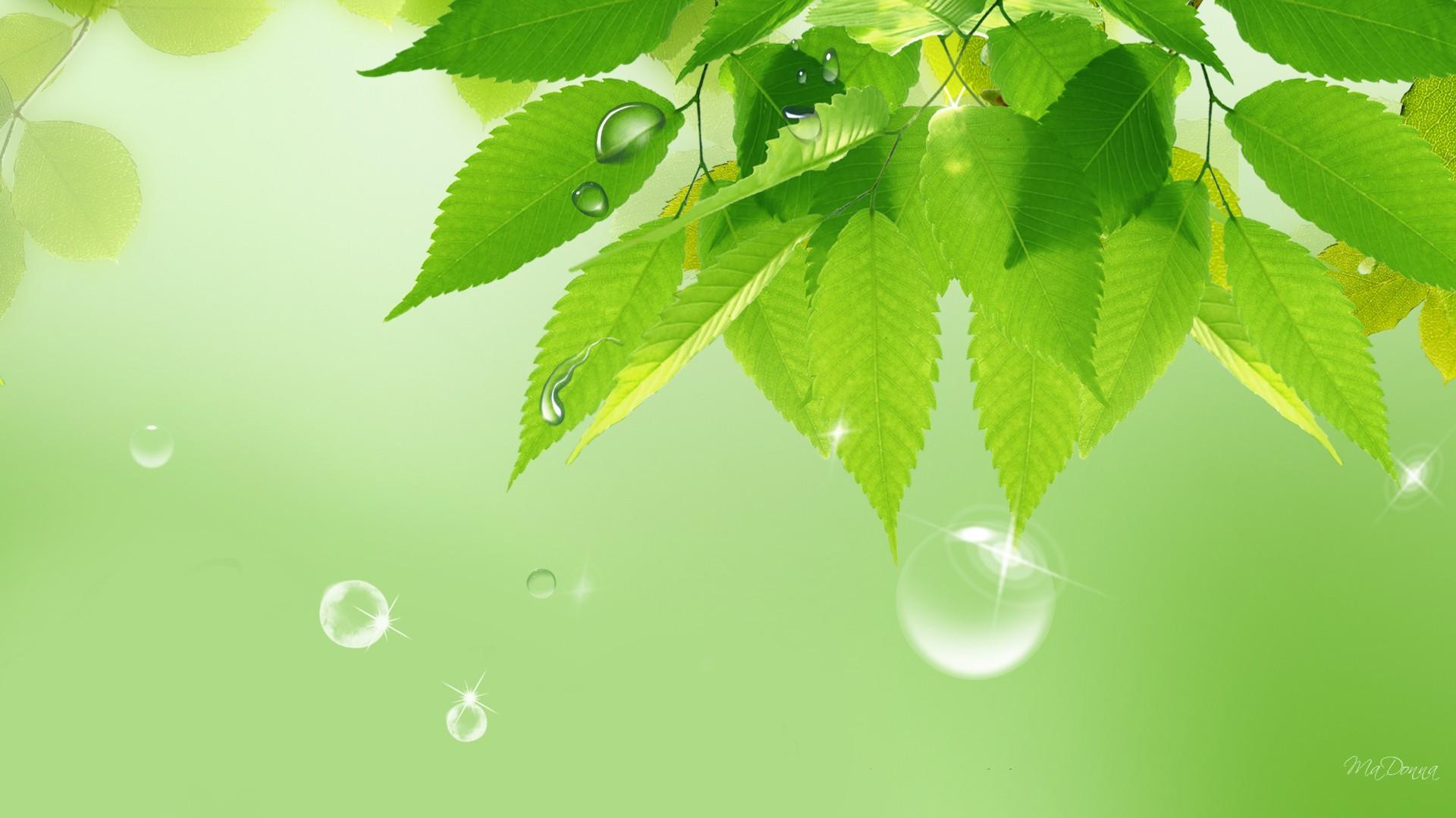 Spring Rain Leaves Wallpapers - Wallpaper Cave