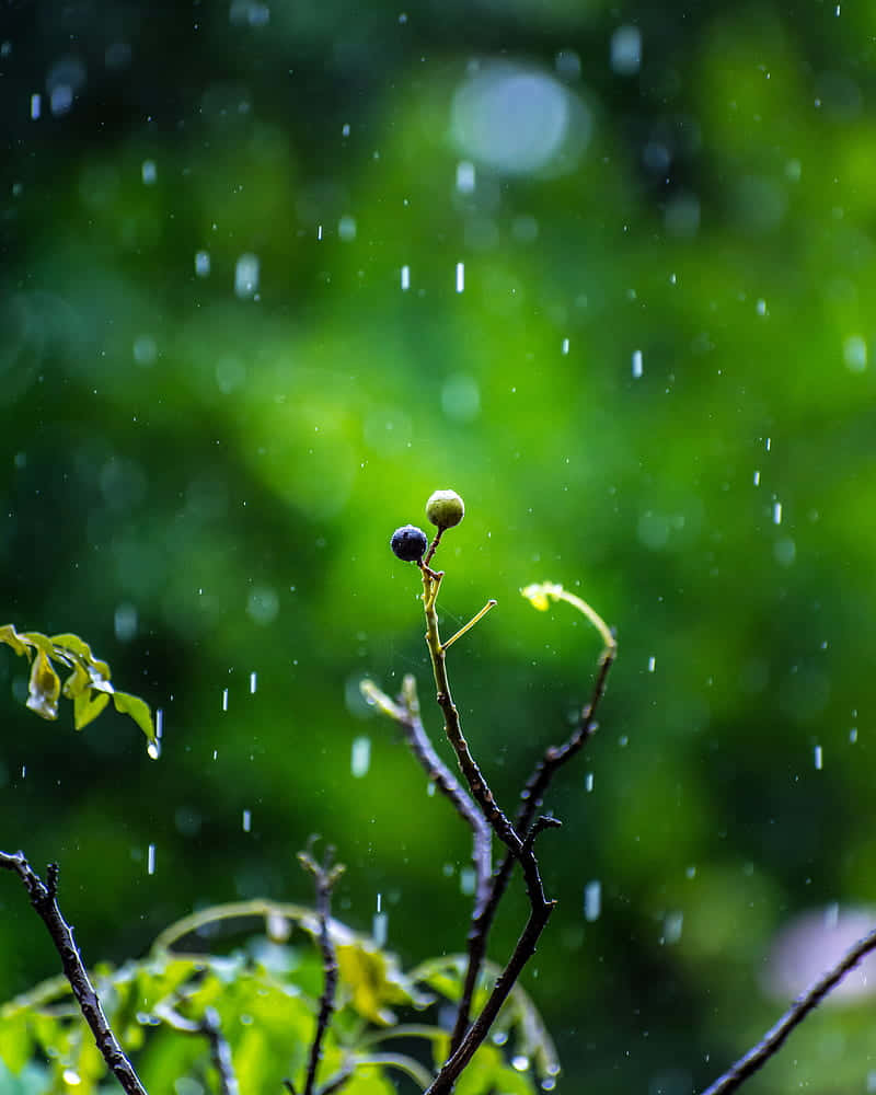 Spring Rain Leaves Wallpapers - Wallpaper Cave