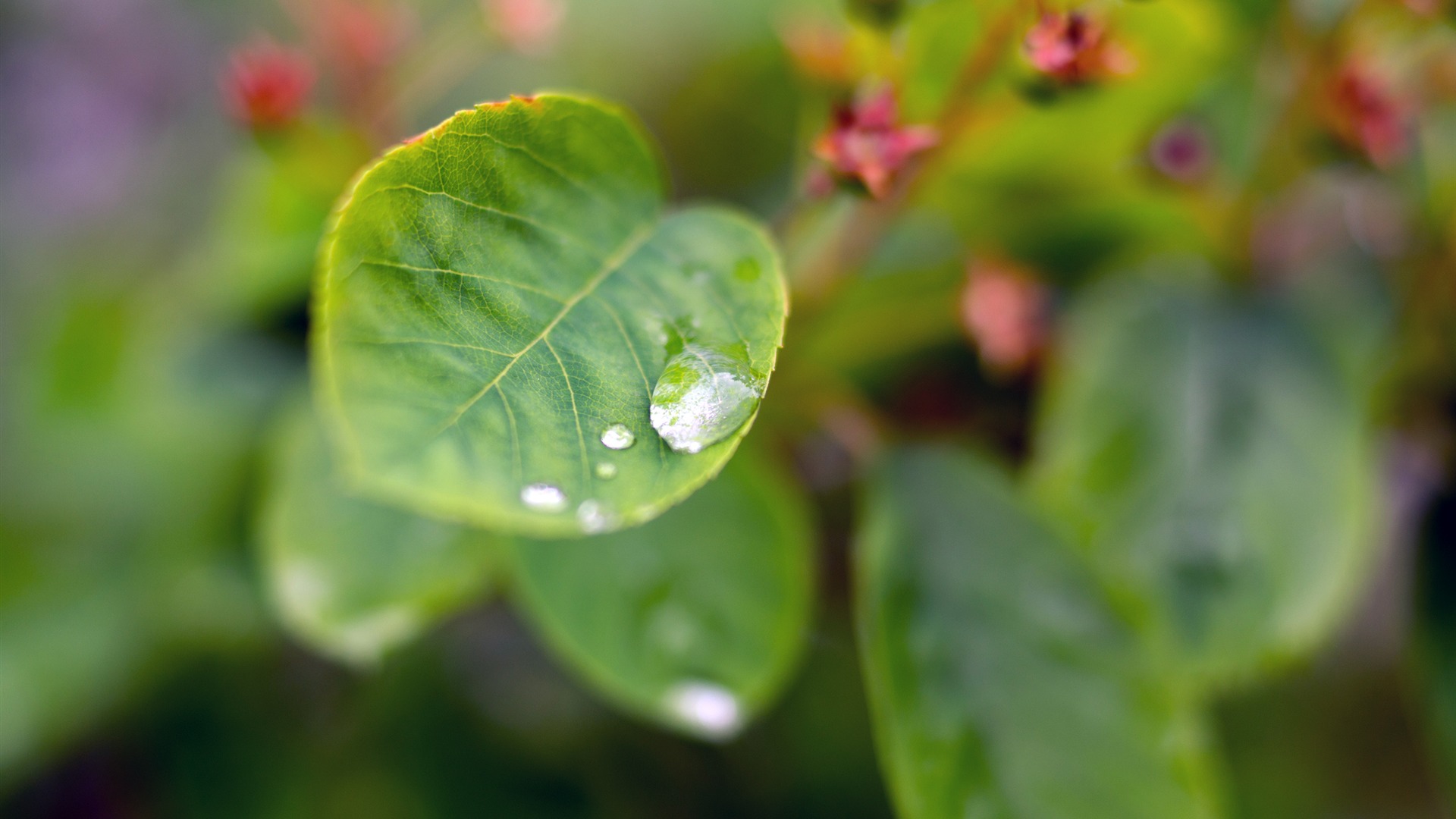 Spring Rain Leaves Wallpapers - Wallpaper Cave