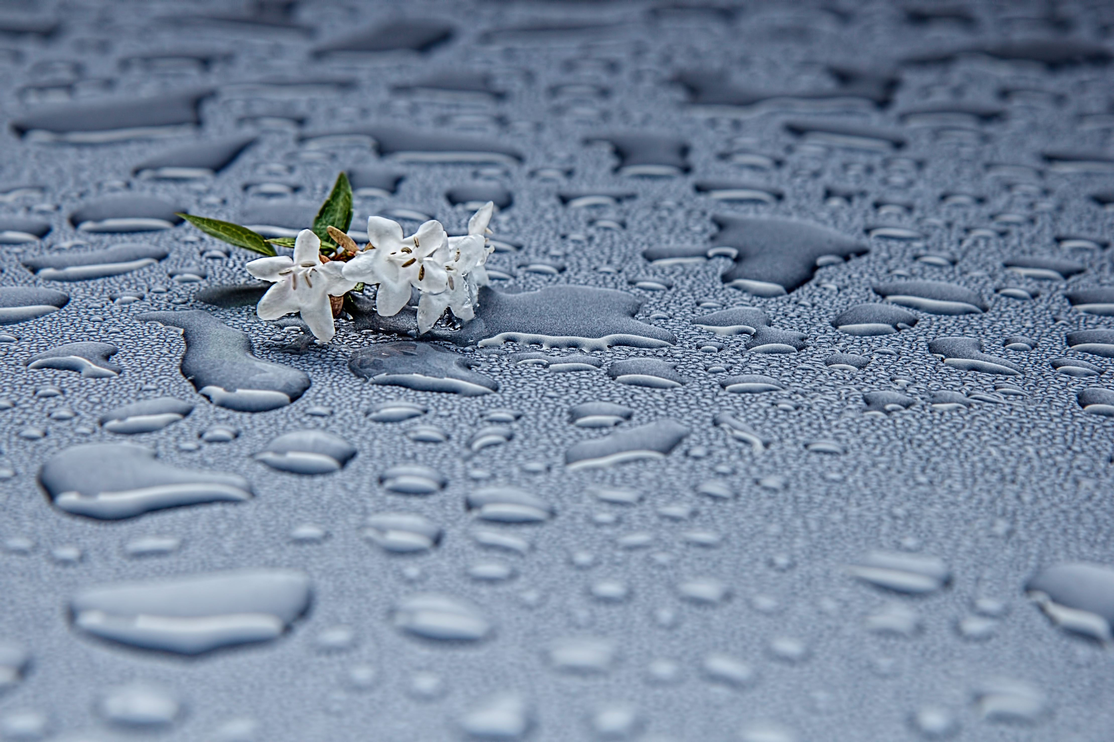 Spring Rain Leaves Wallpapers - Wallpaper Cave