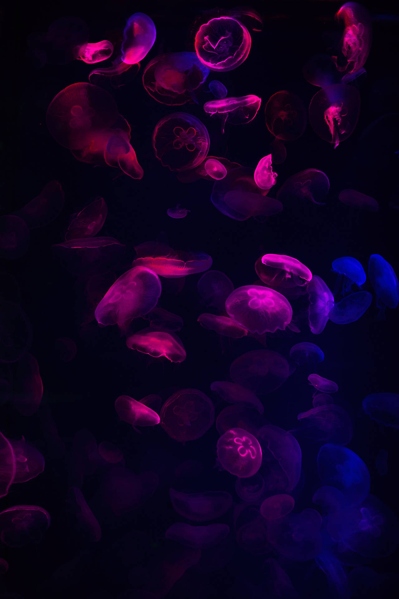 Pink Jellyfish Wallpapers - Wallpaper Cave