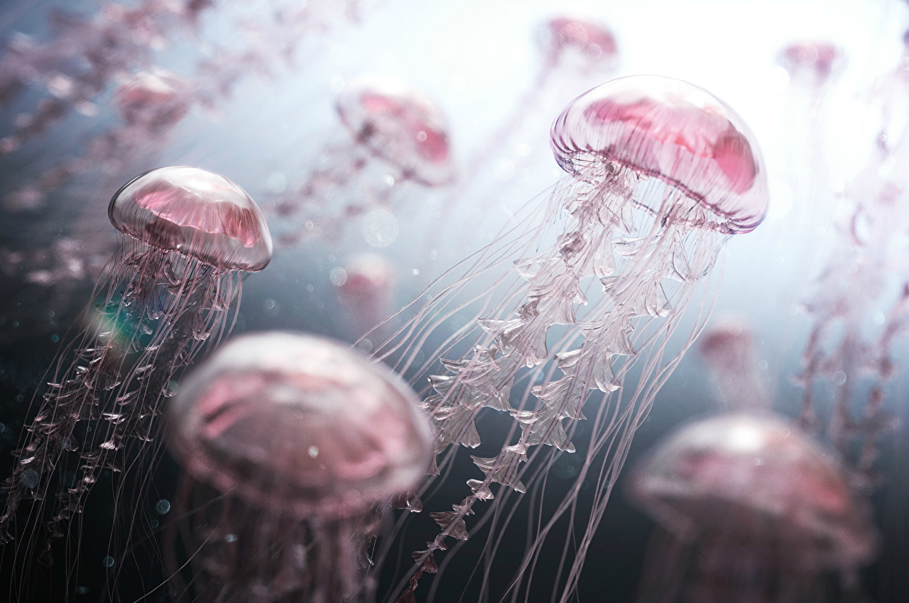 Pink Jellyfish Wallpapers - Wallpaper Cave