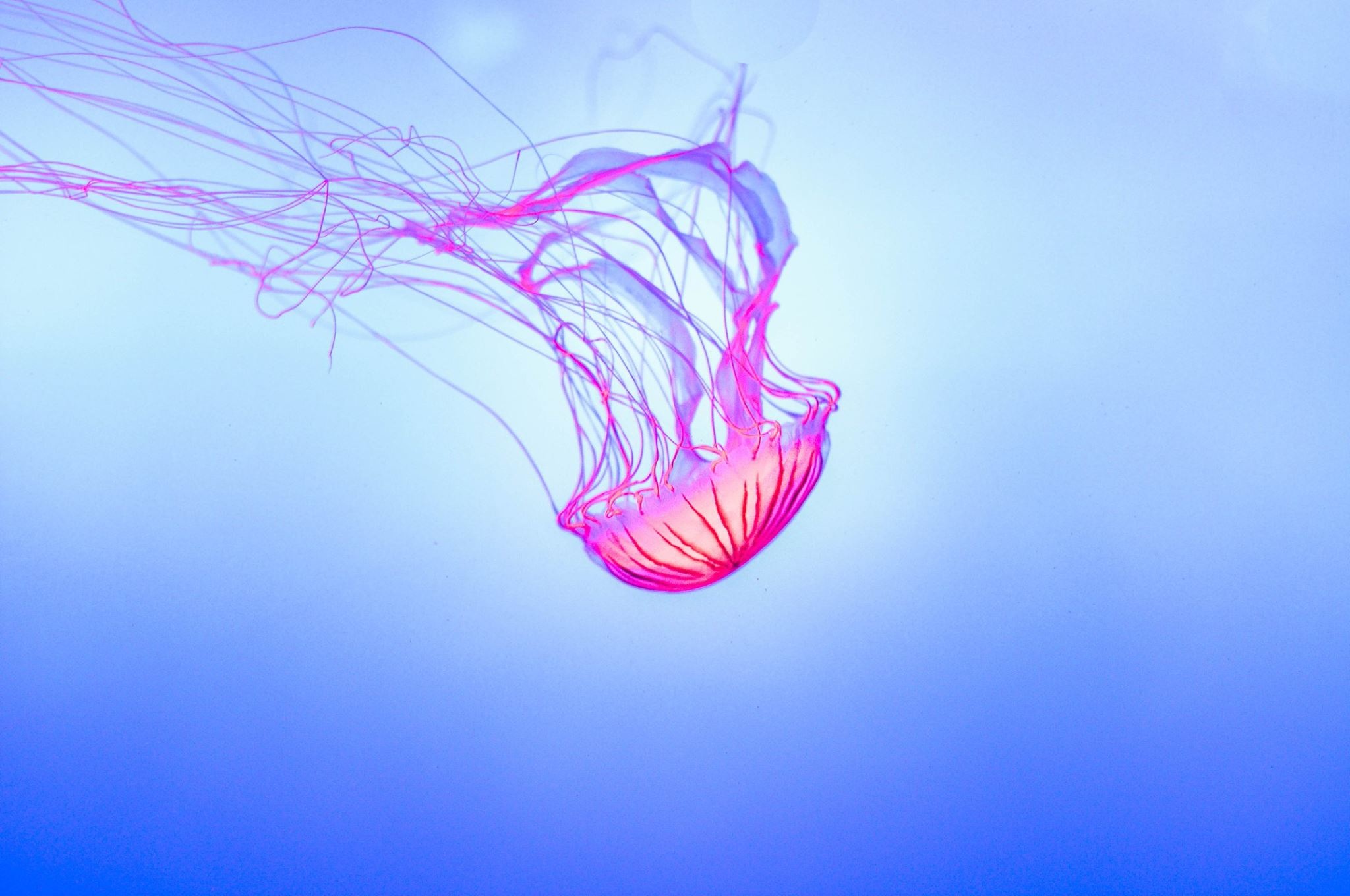 Pink Jellyfish Wallpapers - Wallpaper Cave