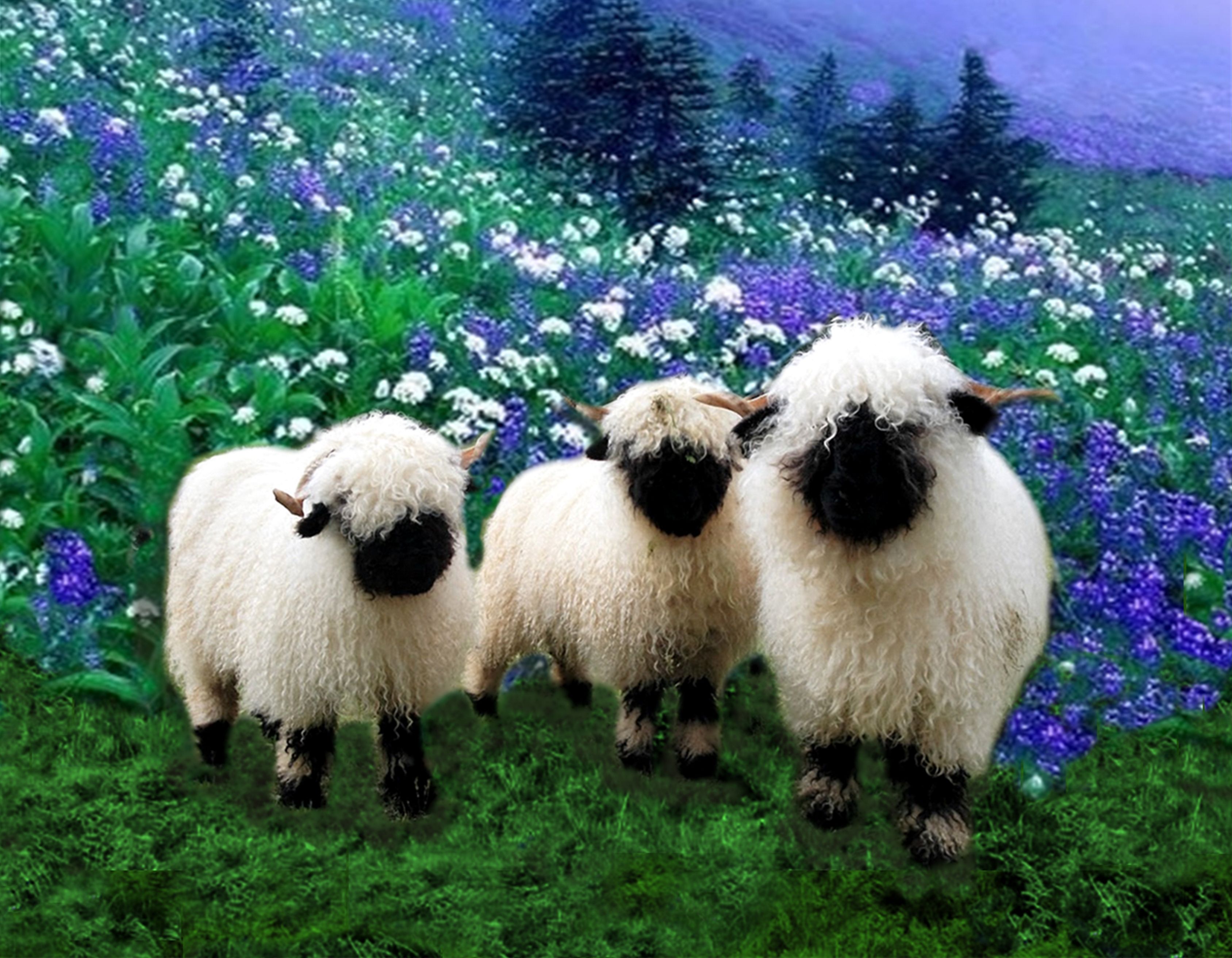 Valais Blacknose Sheep Wallpapers - Wallpaper Cave