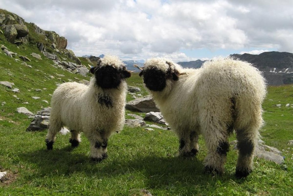 Valais Blacknose Sheep Wallpapers - Wallpaper Cave
