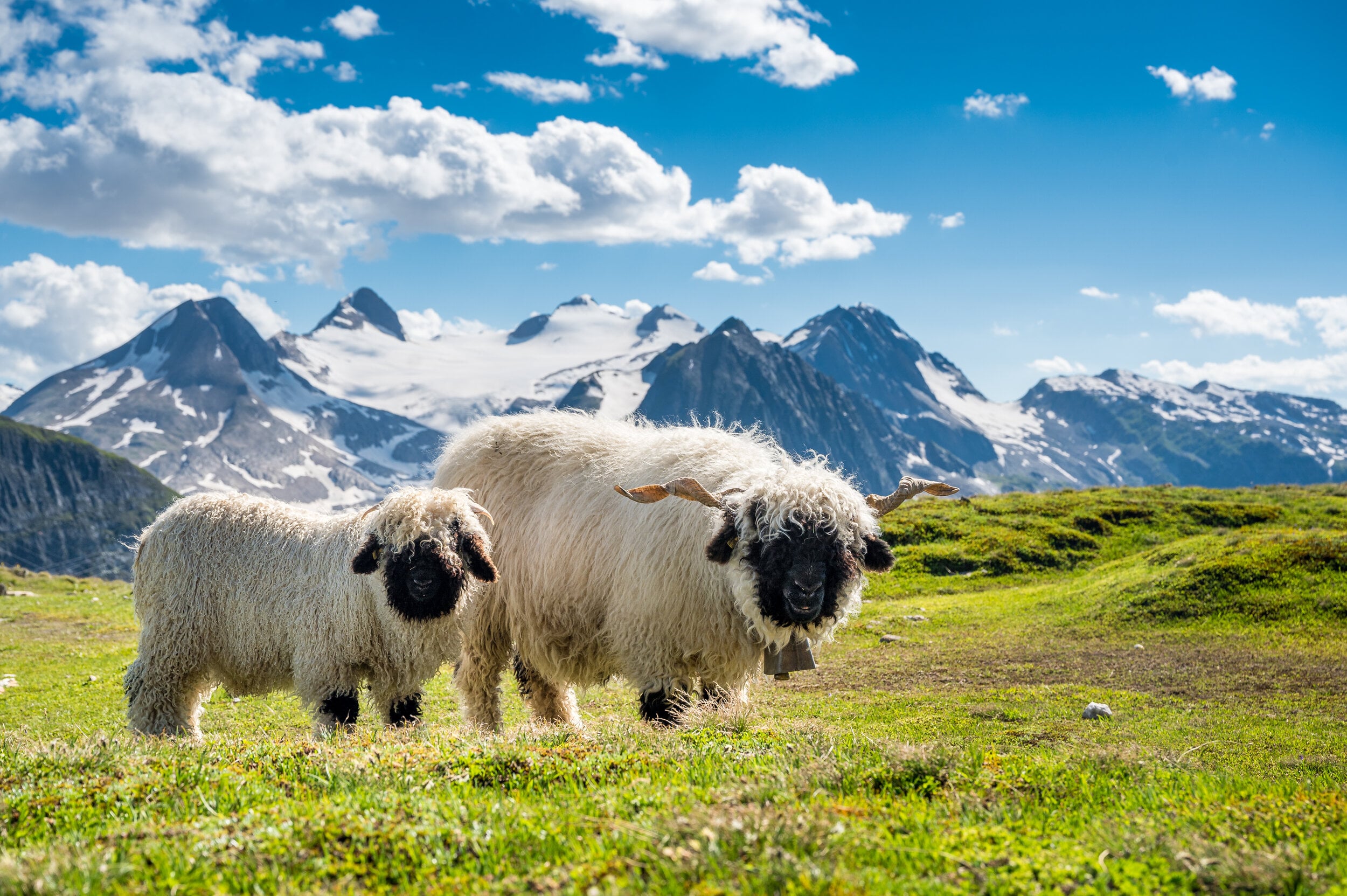 Valais Blacknose Sheep Wallpapers - Wallpaper Cave