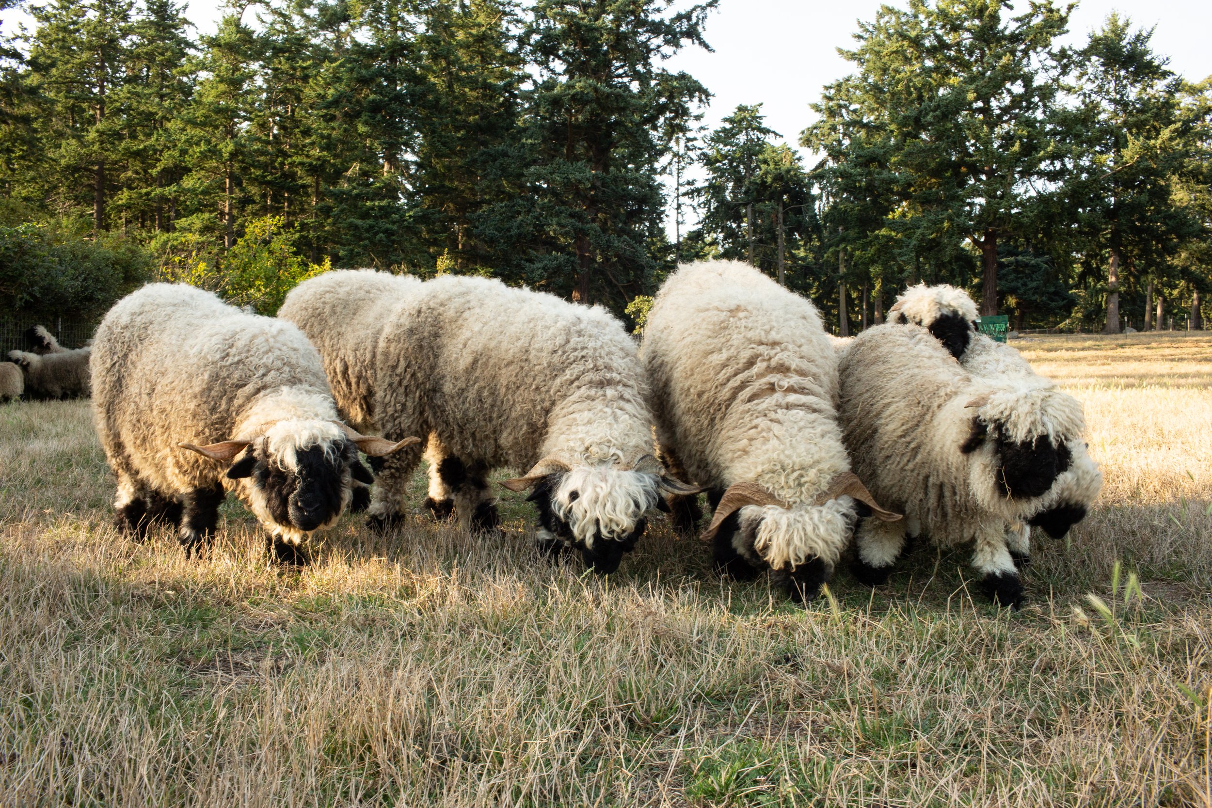 Valais Blacknose Sheep Wallpapers - Wallpaper Cave