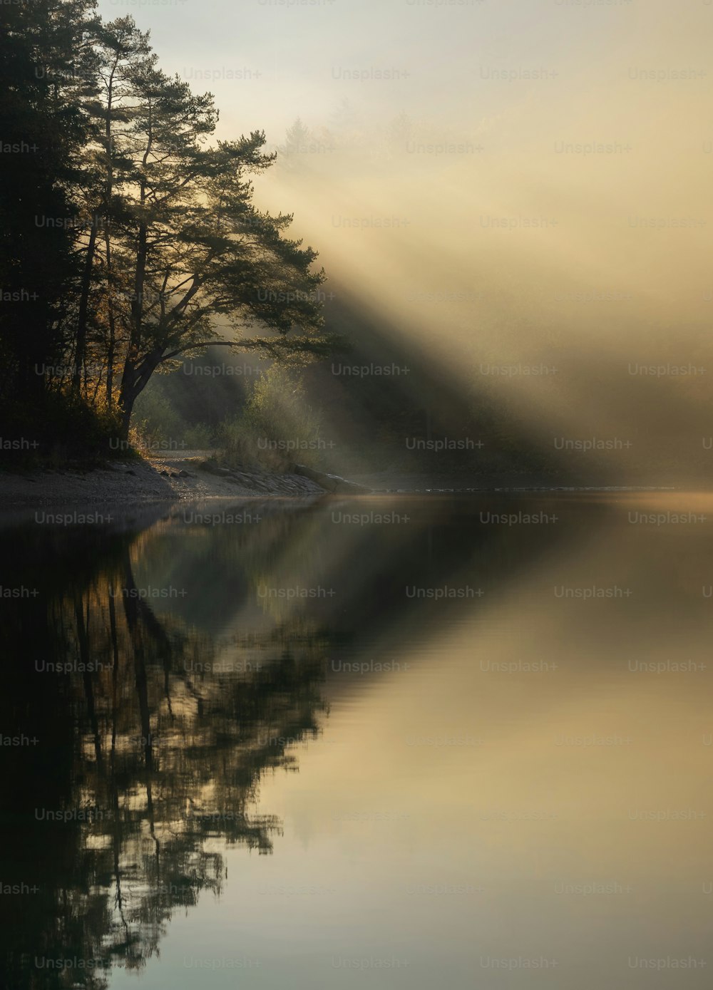 Tree Shadow Wallpapers - Wallpaper Cave