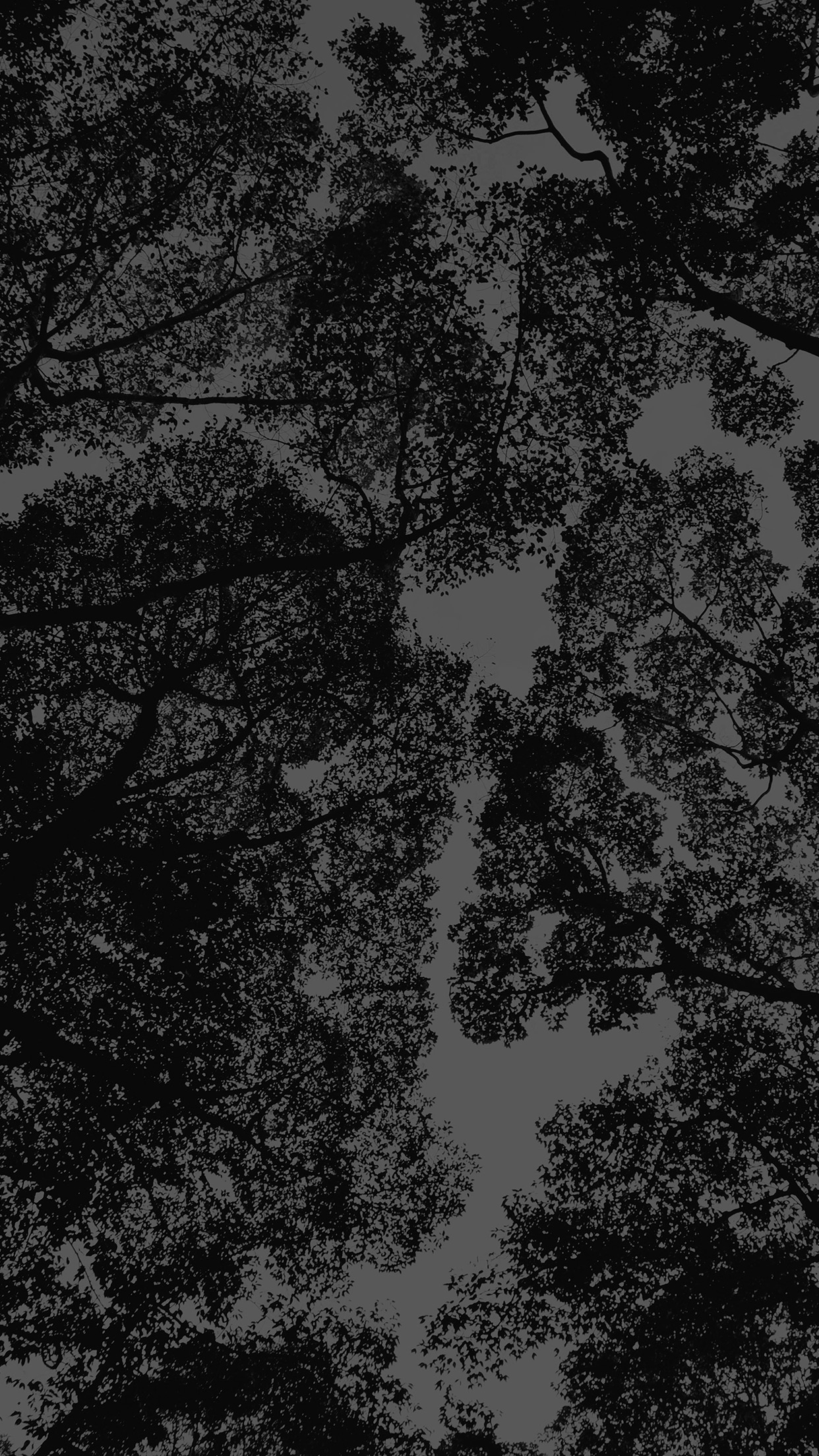 Tree Shadow Wallpapers - Wallpaper Cave