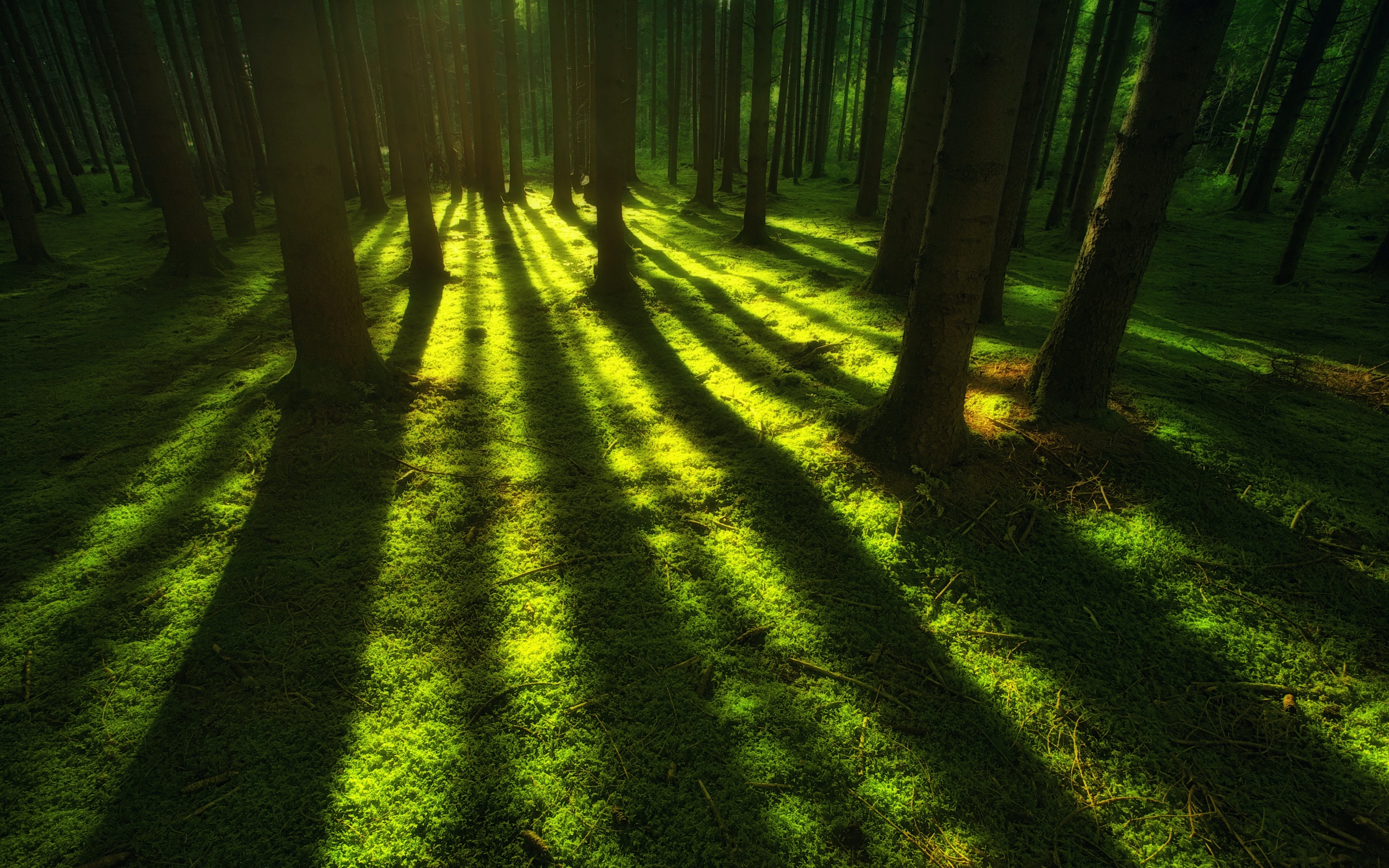 Tree Shadow Wallpapers - Wallpaper Cave