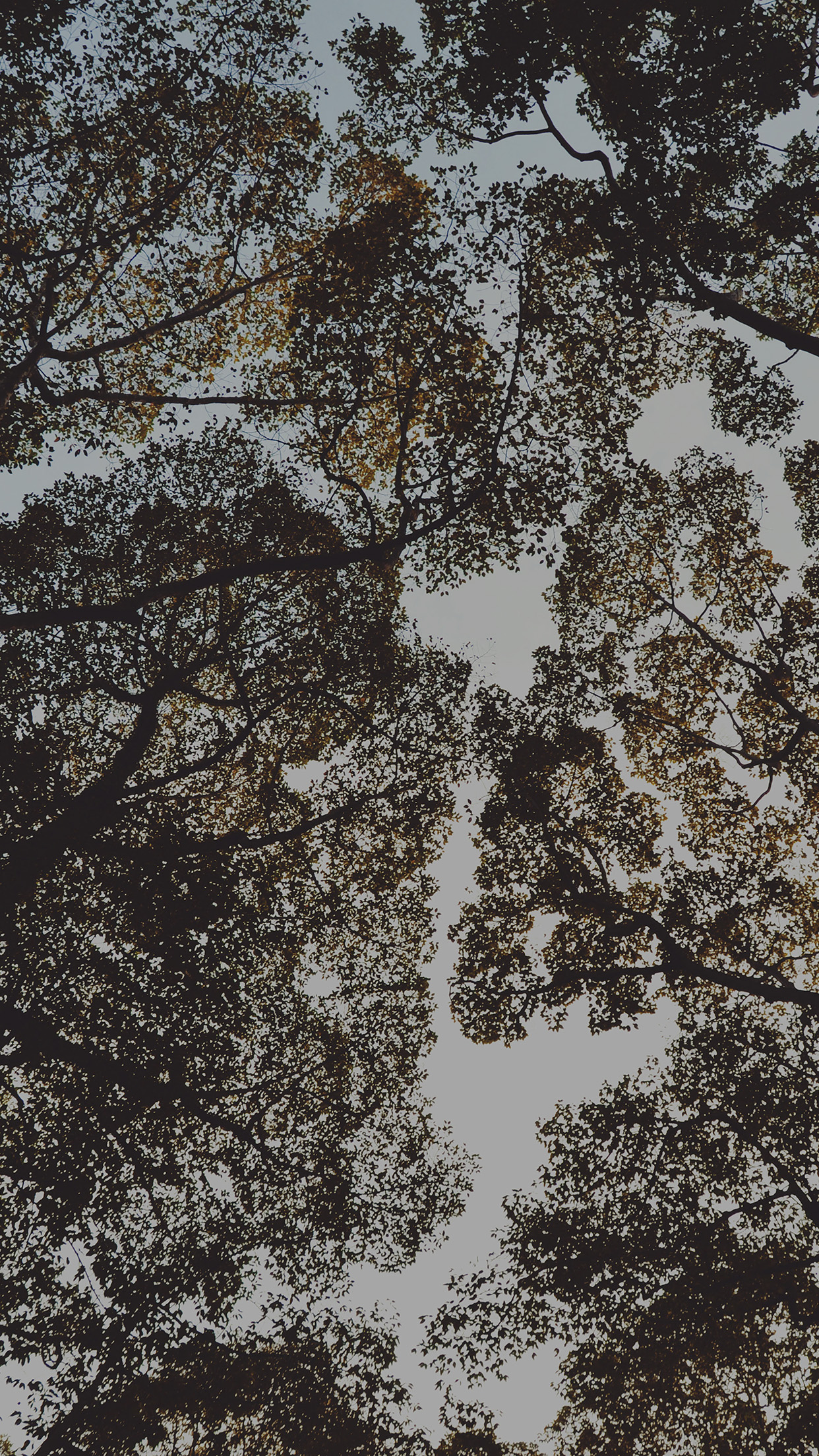 Tree Shadow Wallpapers - Wallpaper Cave