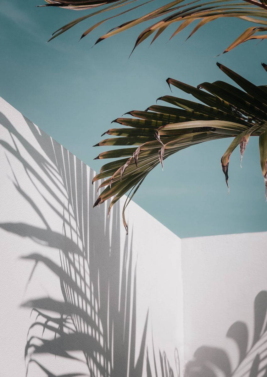 Tree Shadow Wallpapers - Wallpaper Cave