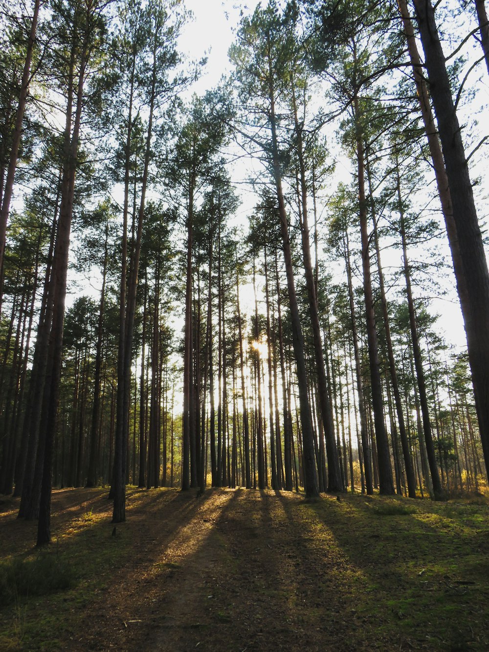 Tree Shadow Wallpapers - Wallpaper Cave