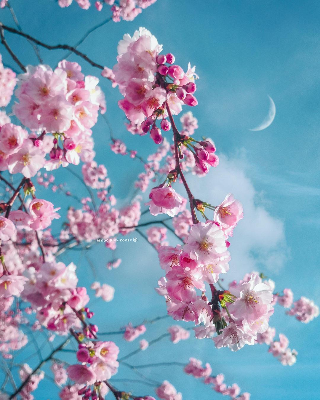 Aesthetic Sakura HD Wallpapers - Wallpaper Cave