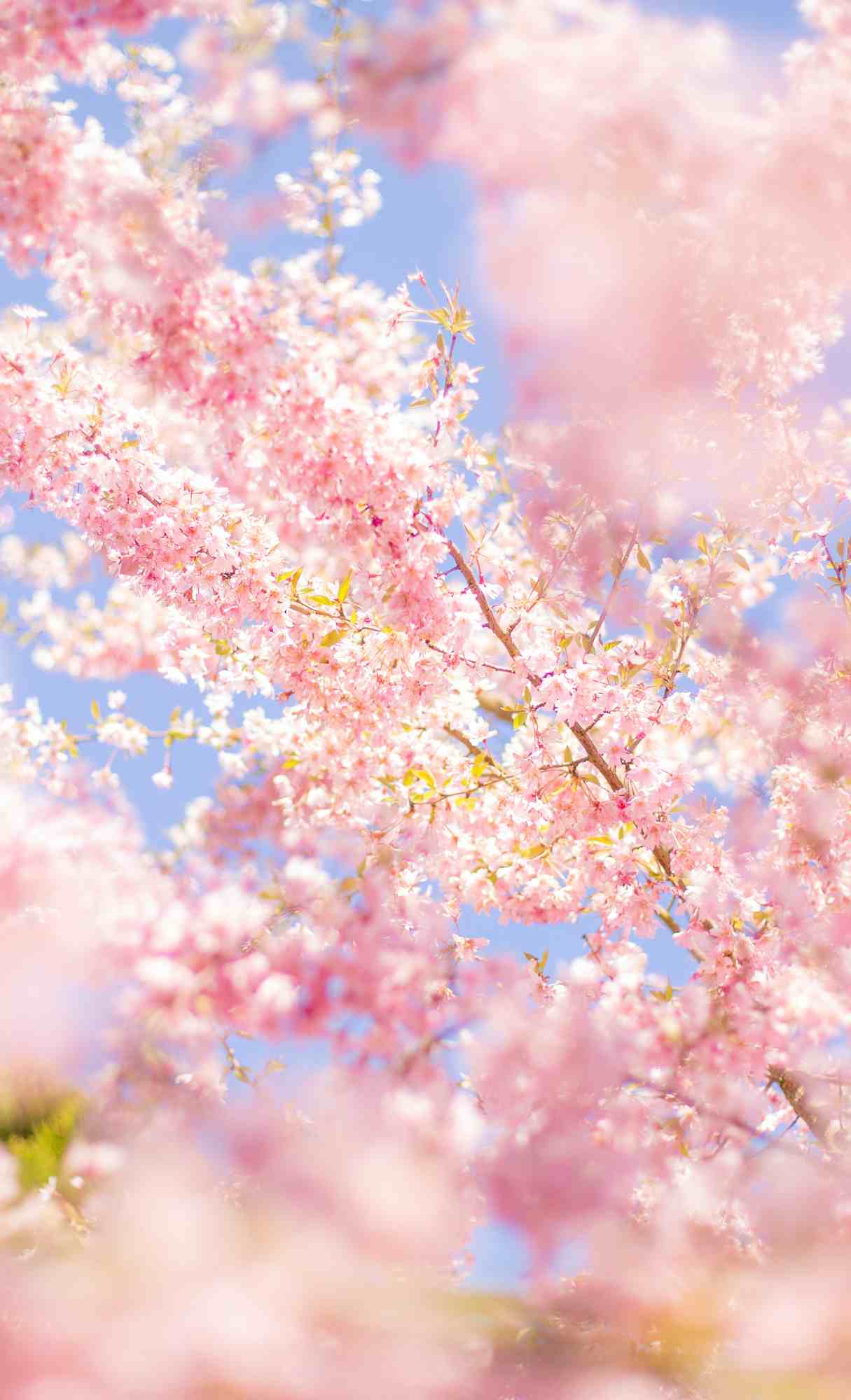 Pink Spring iPhone Wallpapers - Wallpaper Cave