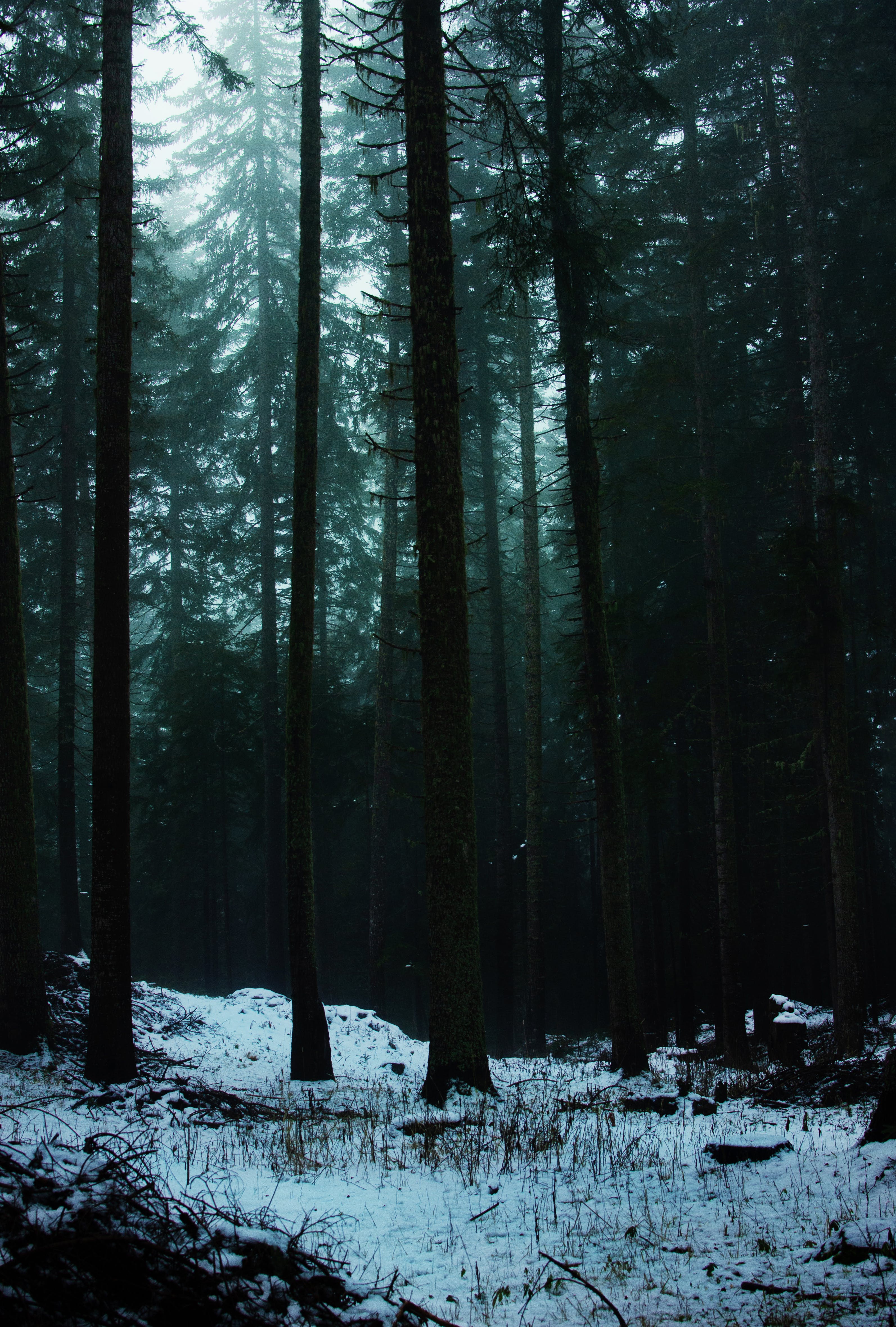 Foggy Winter Forest Dark Wallpapers - Wallpaper Cave