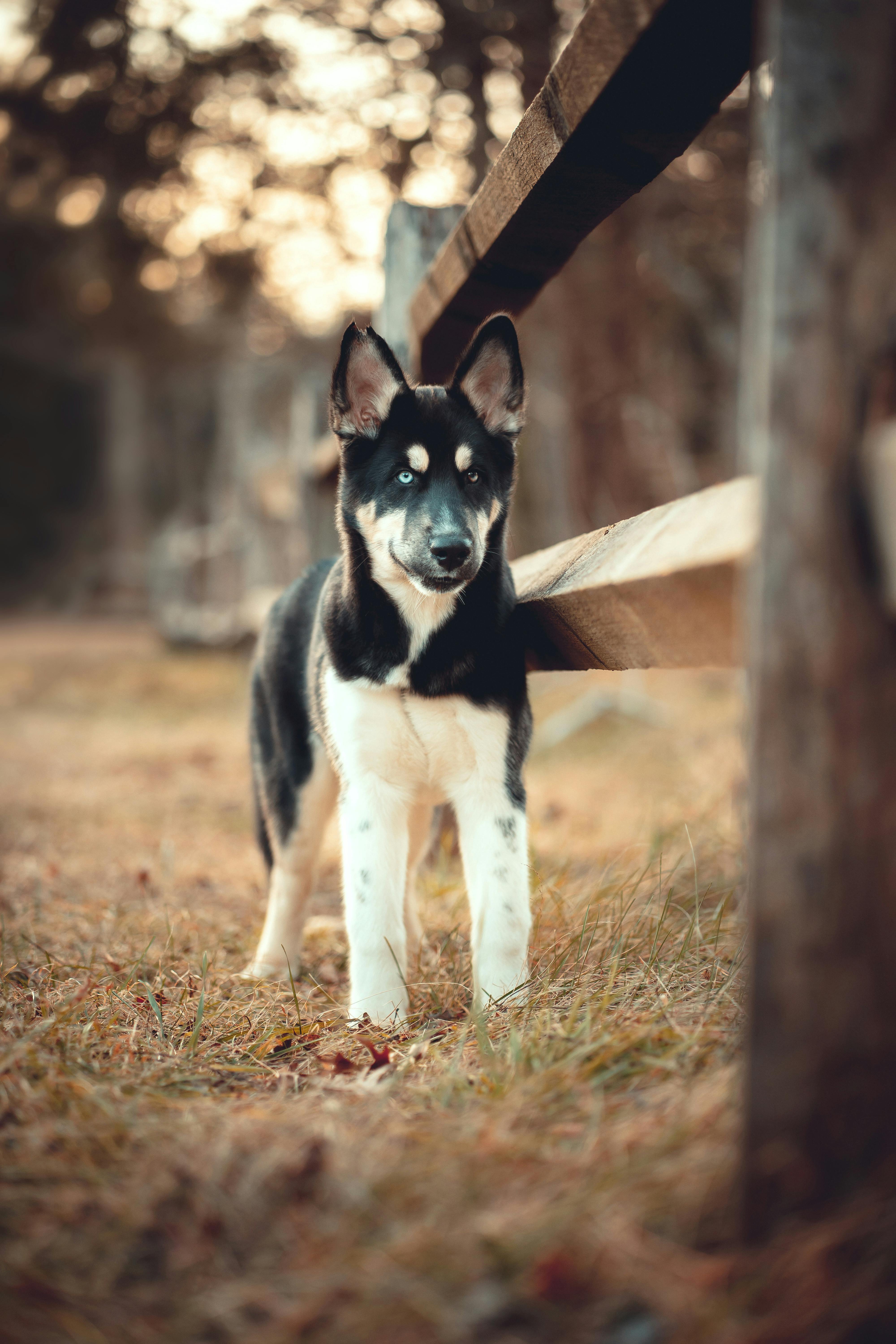 Husky Mix Wallpapers - Wallpaper Cave