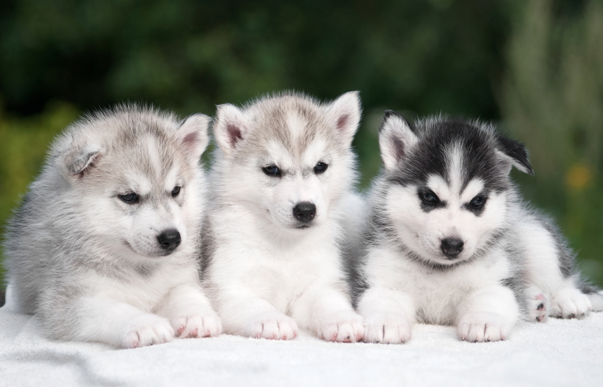 Husky Mix Wallpapers - Wallpaper Cave
