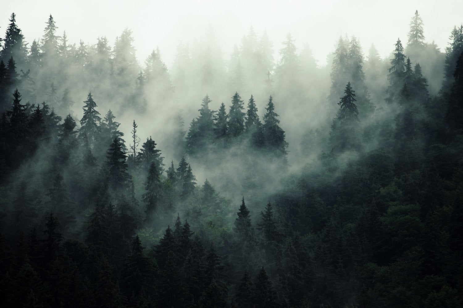 Moody Forest Wallpapers - Wallpaper Cave