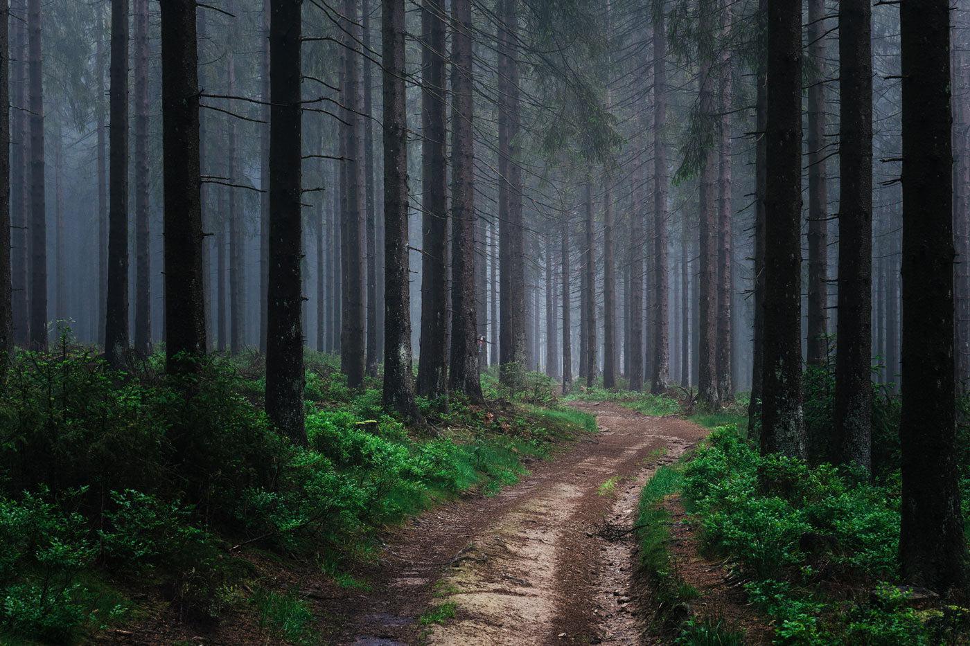 Moody Forest Wallpapers - Wallpaper Cave