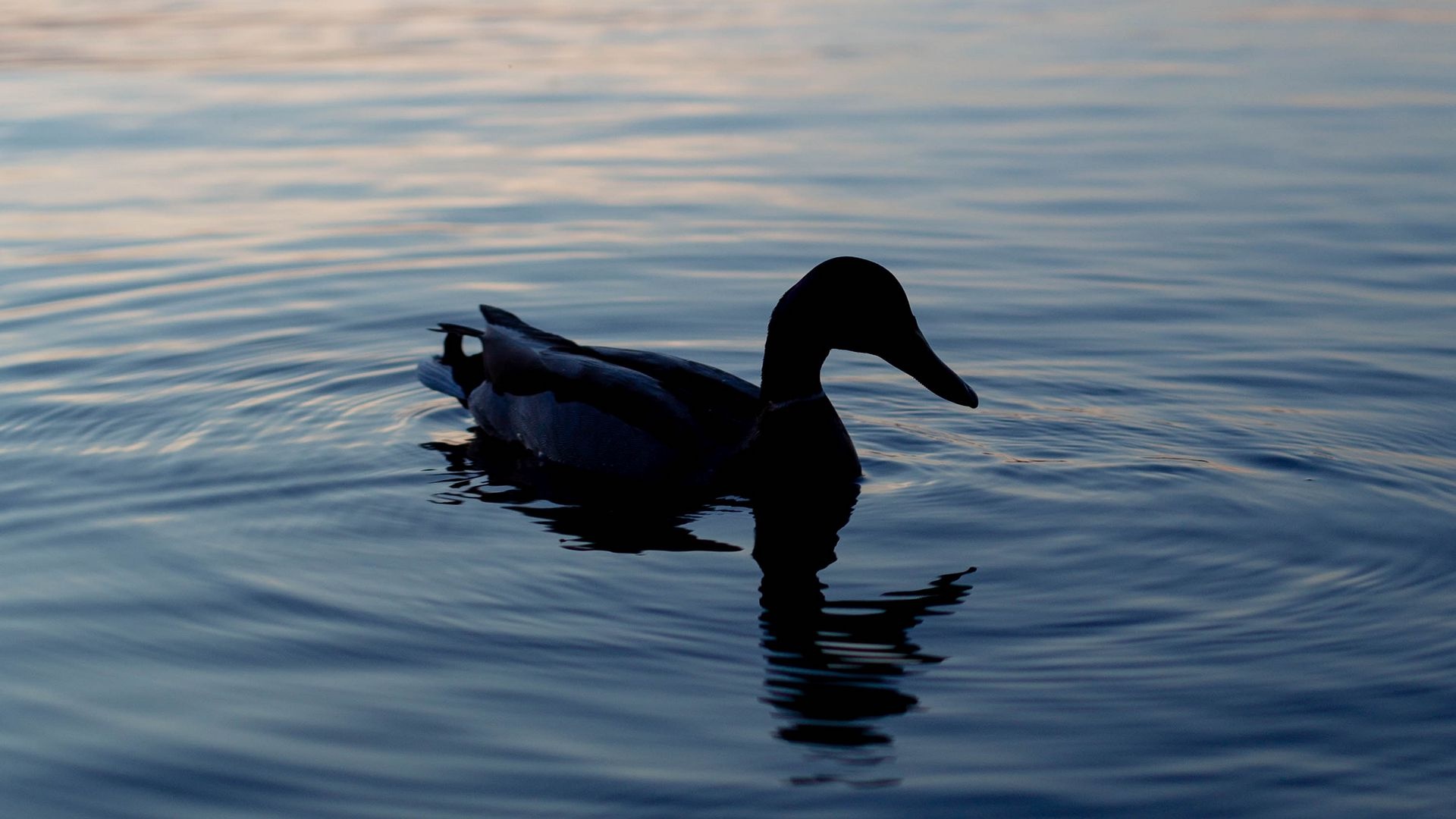 Duck Laptop Wallpapers - Wallpaper Cave