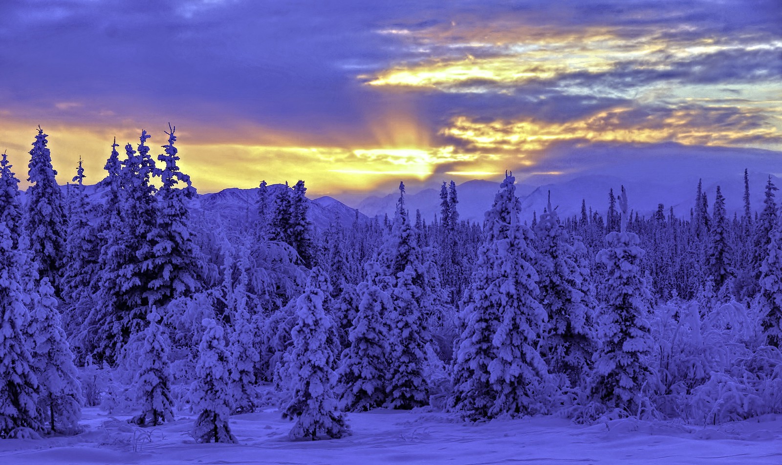 Alaska Winter Forest Wallpapers - Wallpaper Cave