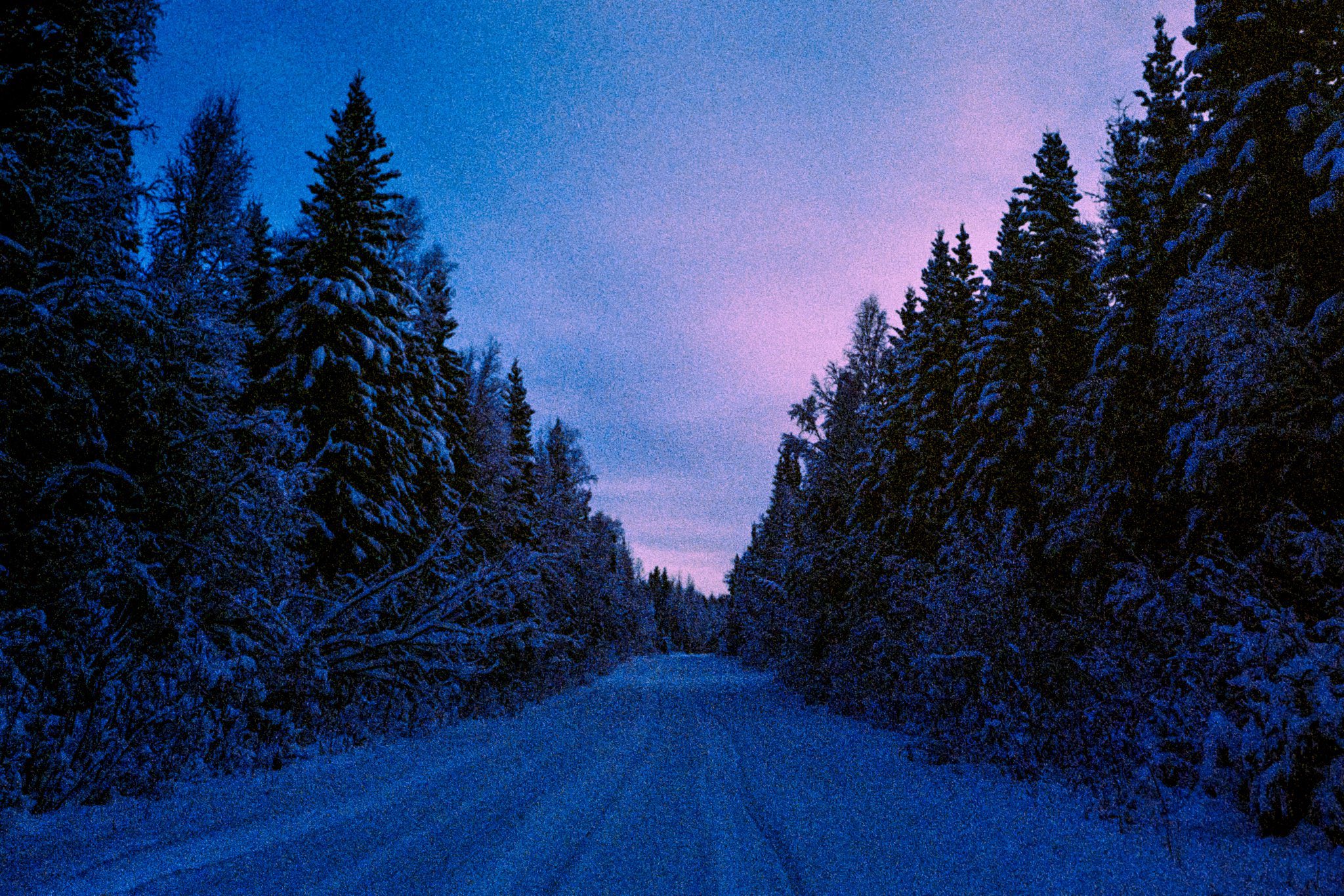 Alaska Winter Forest Wallpapers - Wallpaper Cave