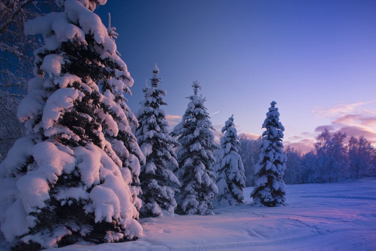 Alaska Winter Forest Wallpapers - Wallpaper Cave