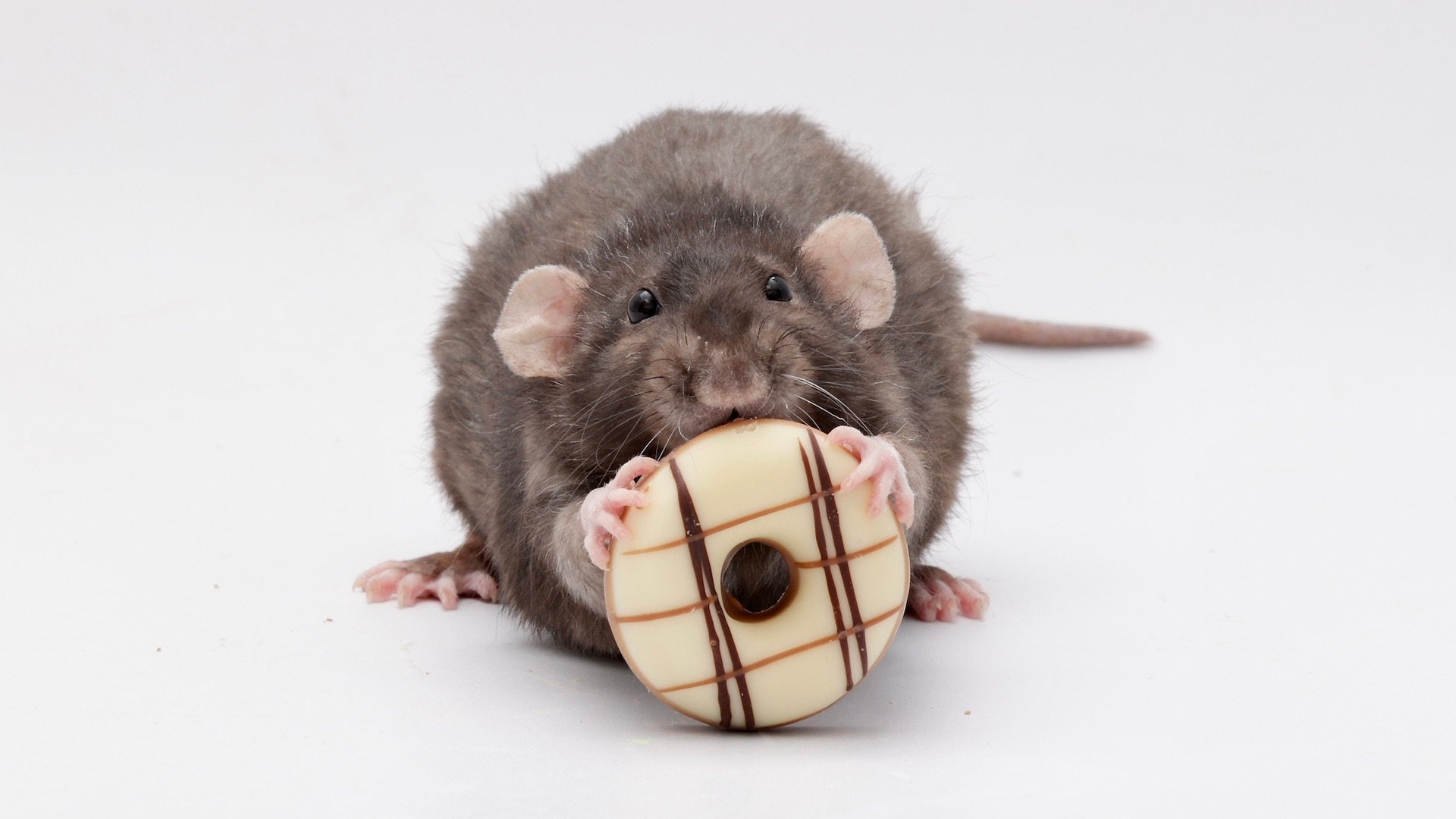 Rat Desktop 1920x1080 Wallpapers - Wallpaper Cave