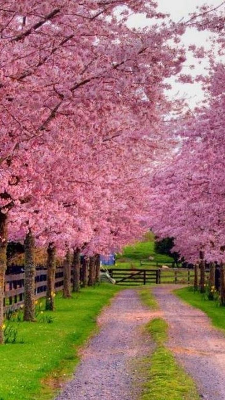 Spring 2024 Wallpapers - Wallpaper Cave