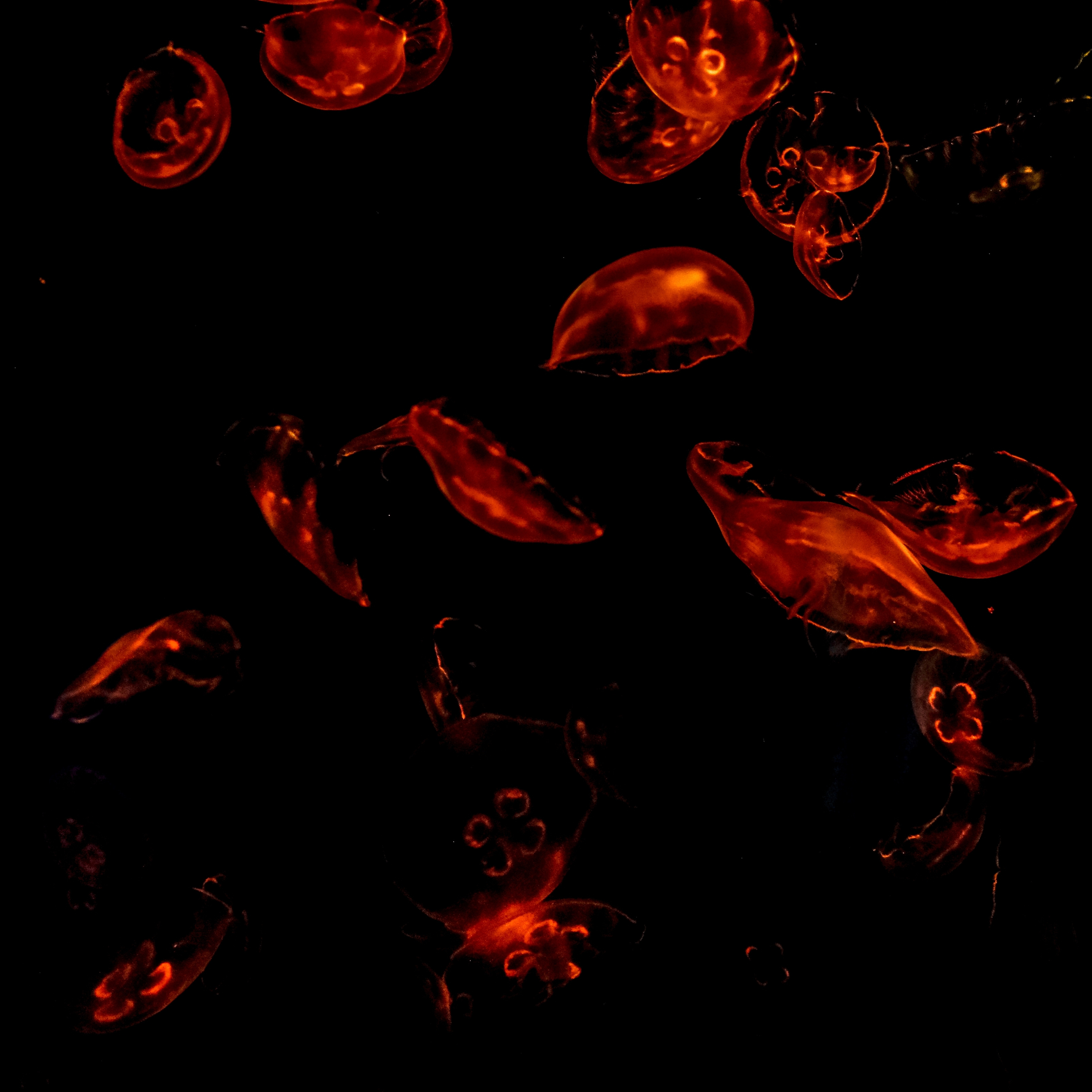 Red iPad Wallpapers - Wallpaper Cave