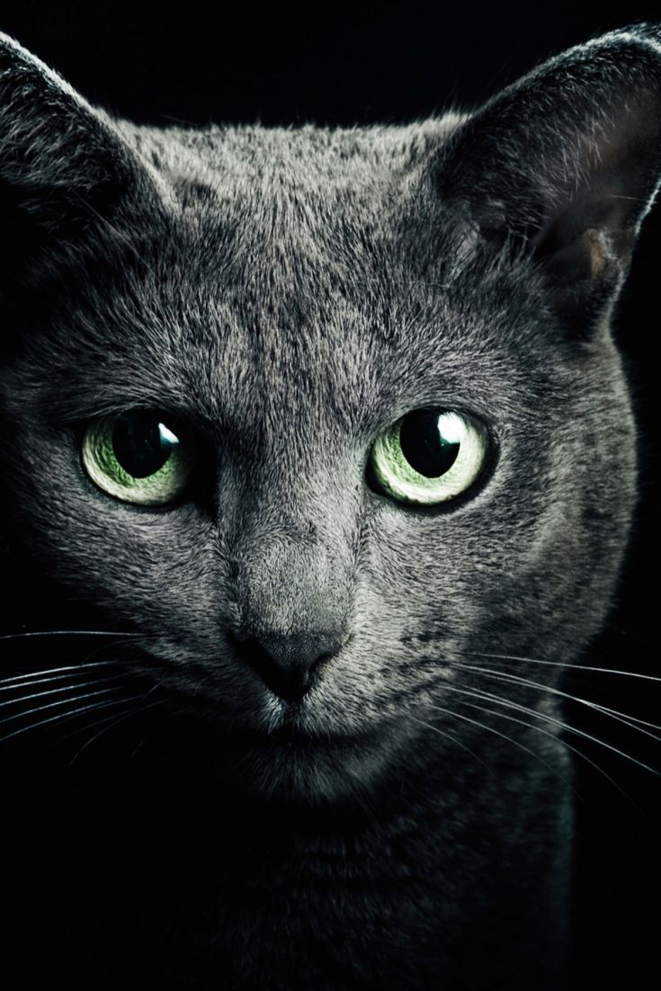 Dark Grey Cat Wallpapers - Wallpaper Cave