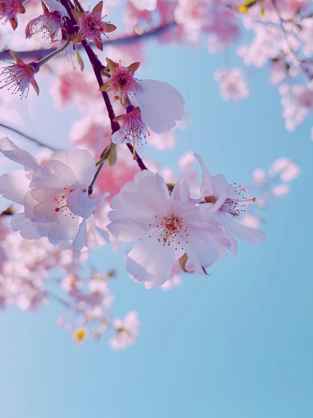 Spring Pink Flowers Wallpapers - Wallpaper Cave