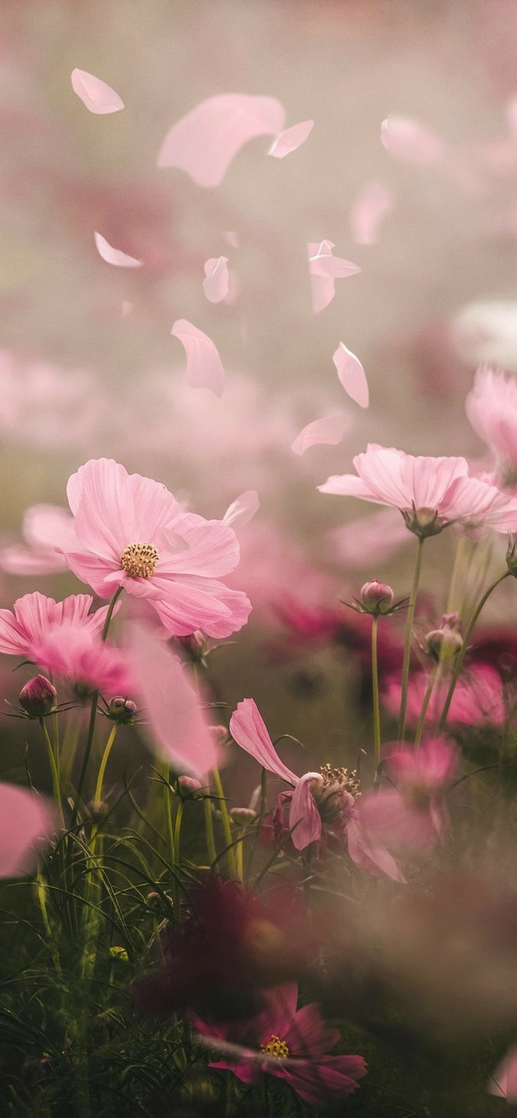 Light Pink Flowers Spring Wallpapers - Wallpaper Cave