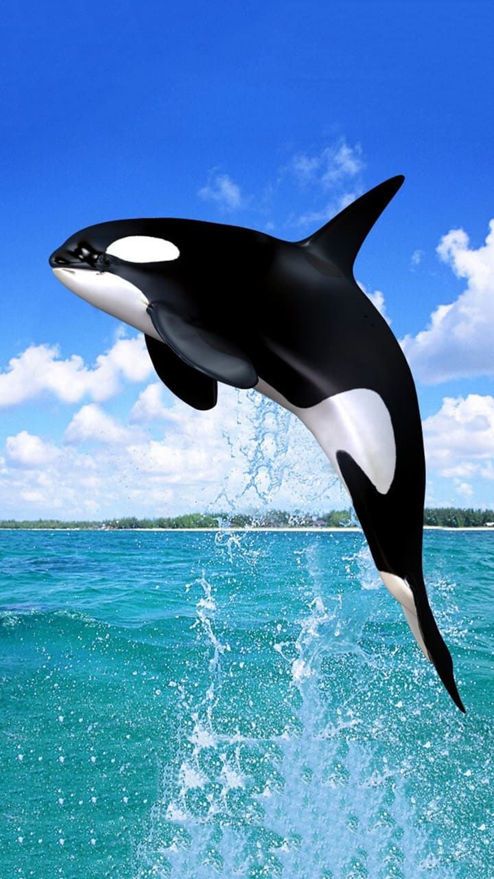 Orca The Killer Whale Wallpapers - Wallpaper Cave