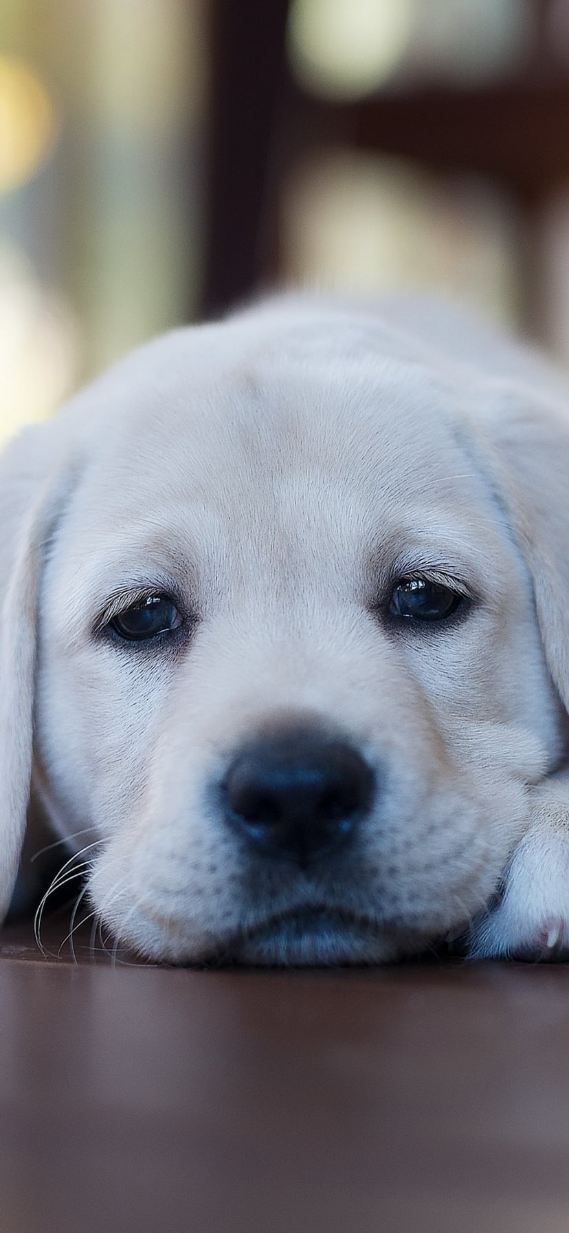 Labrador Phone Wallpapers - Wallpaper Cave