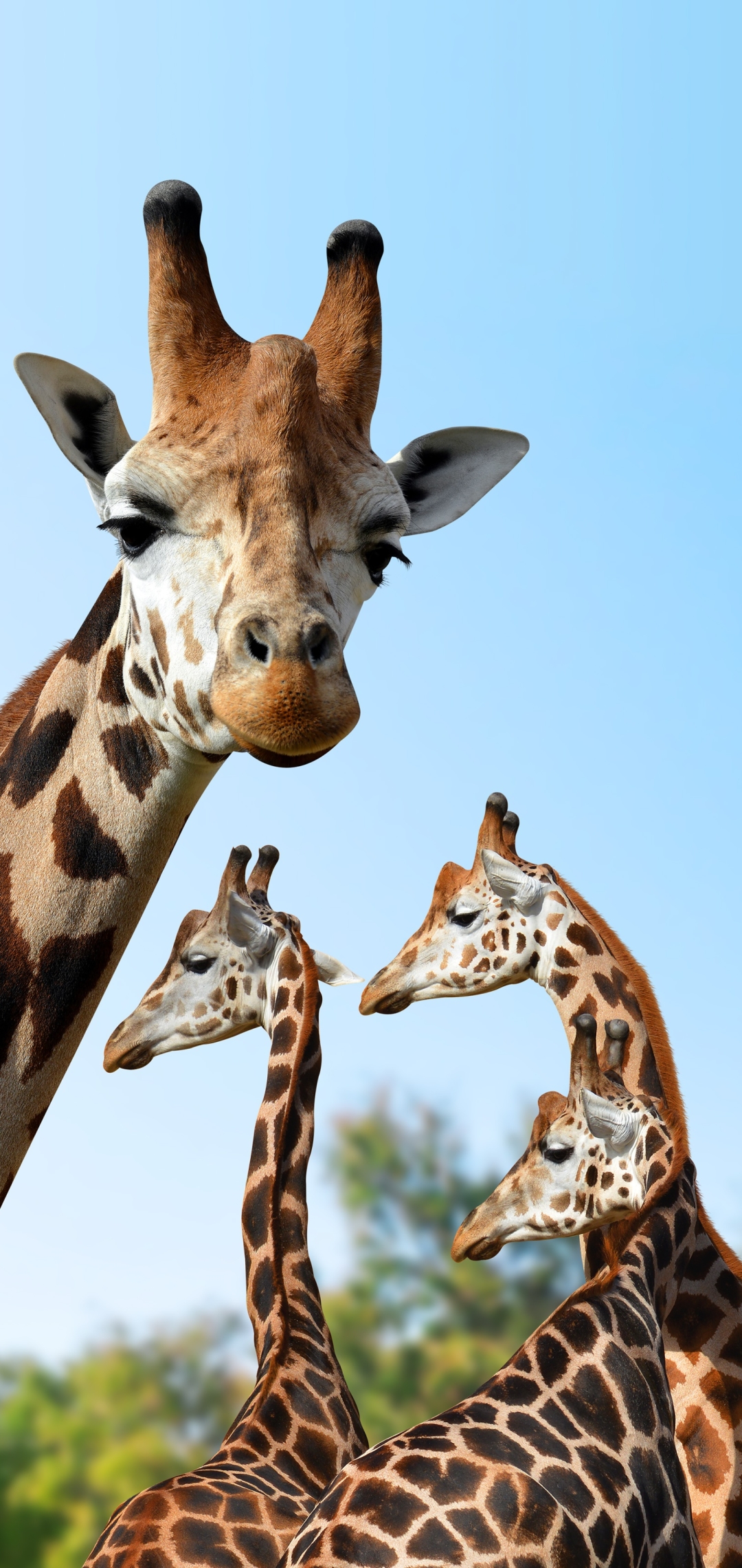 Giraffe Phone Wallpapers - Wallpaper Cave