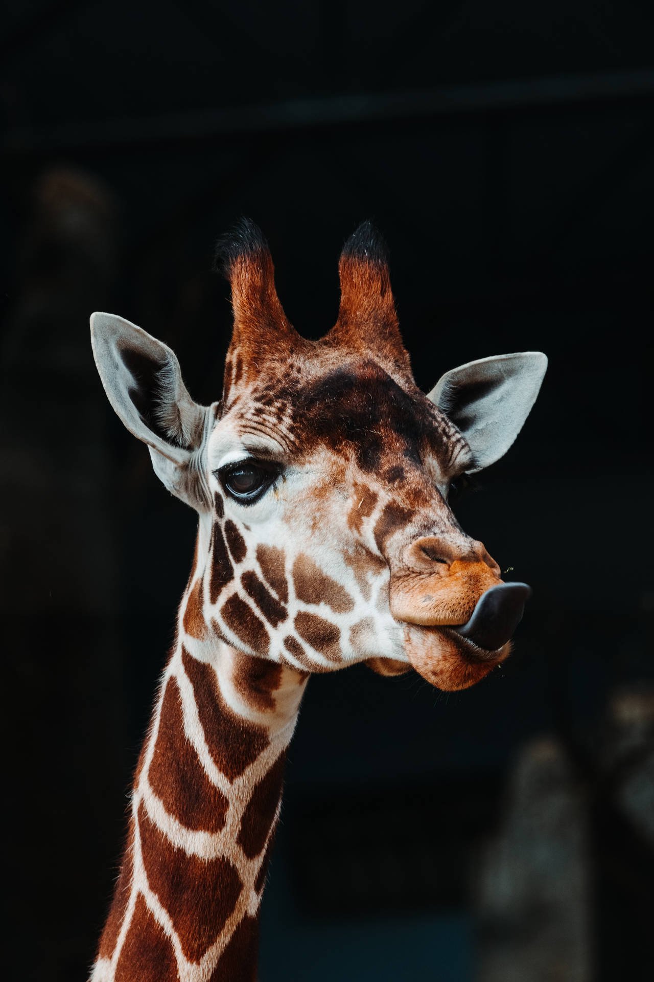 Giraffe Phone Wallpapers - Wallpaper Cave
