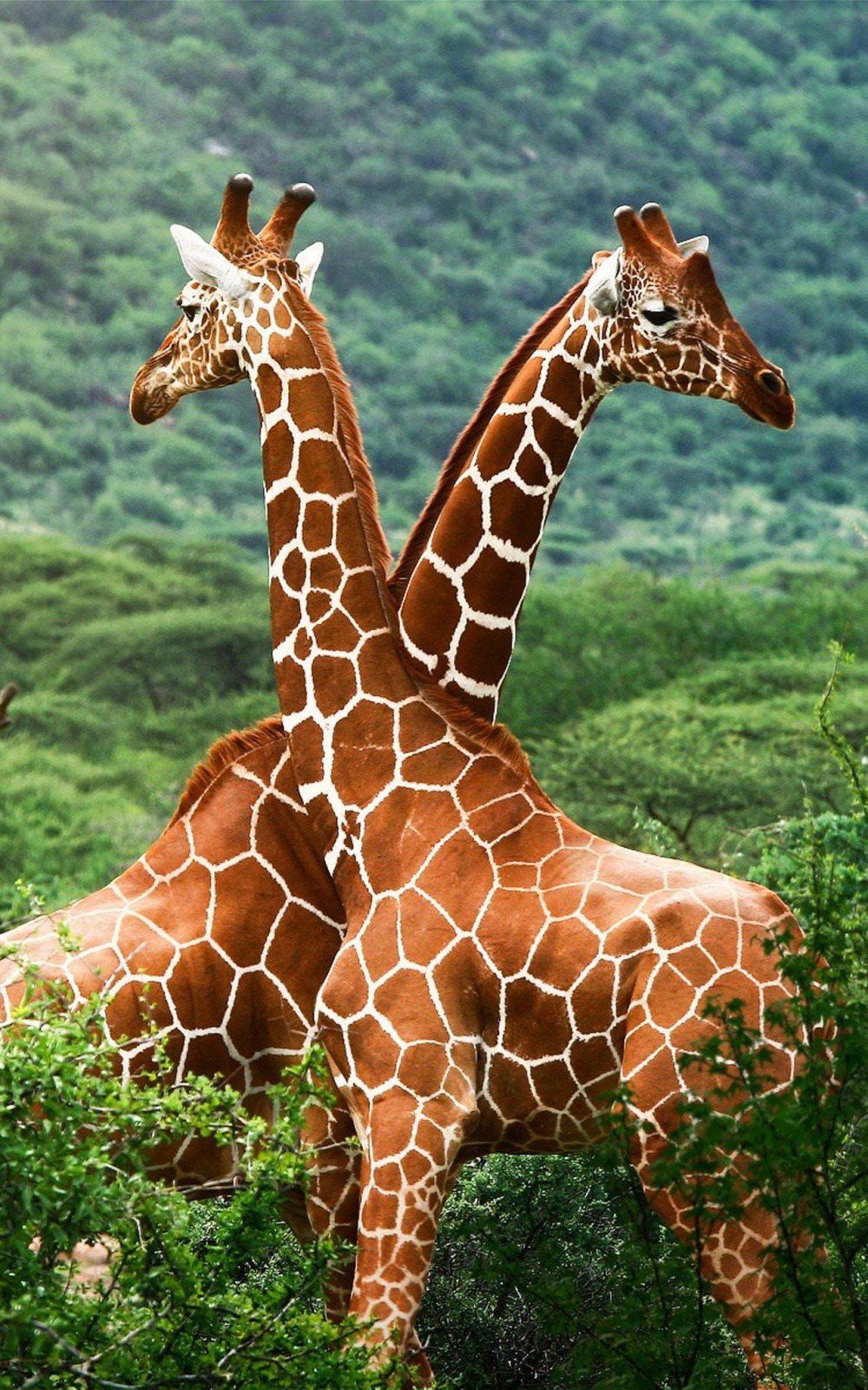 Giraffe Phone Wallpapers - Wallpaper Cave