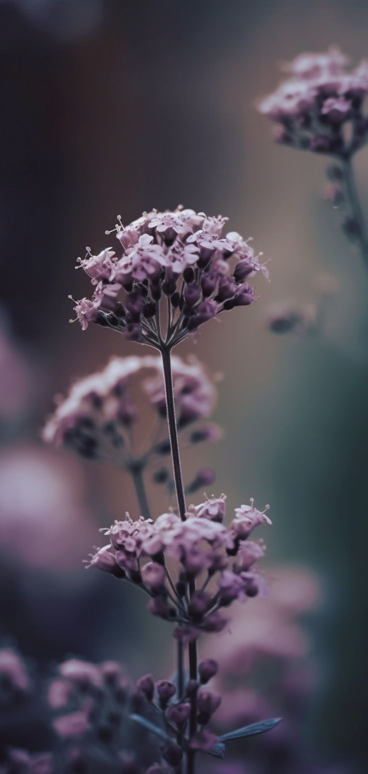 Vibe iPhone Wallpapers - Wallpaper Cave